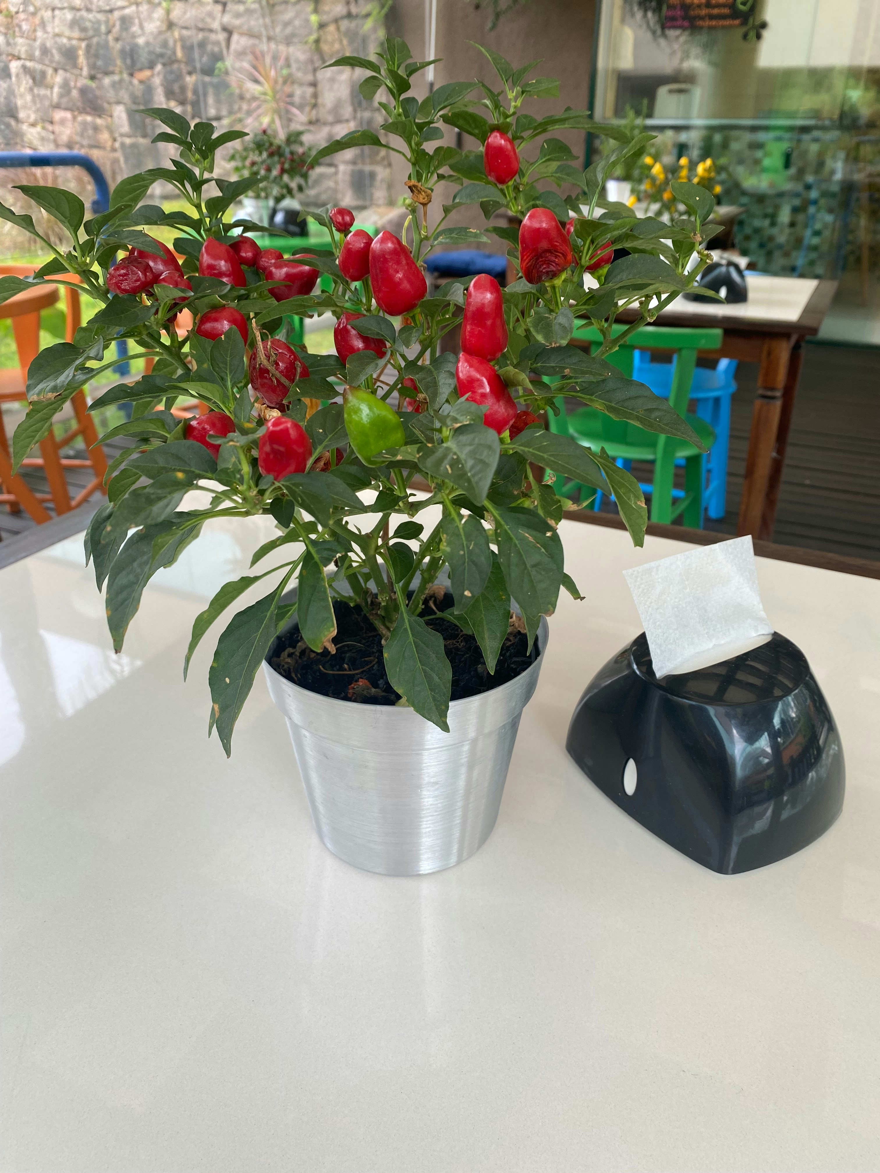 Crimson Chili Cluster on a Sunlit Café Table