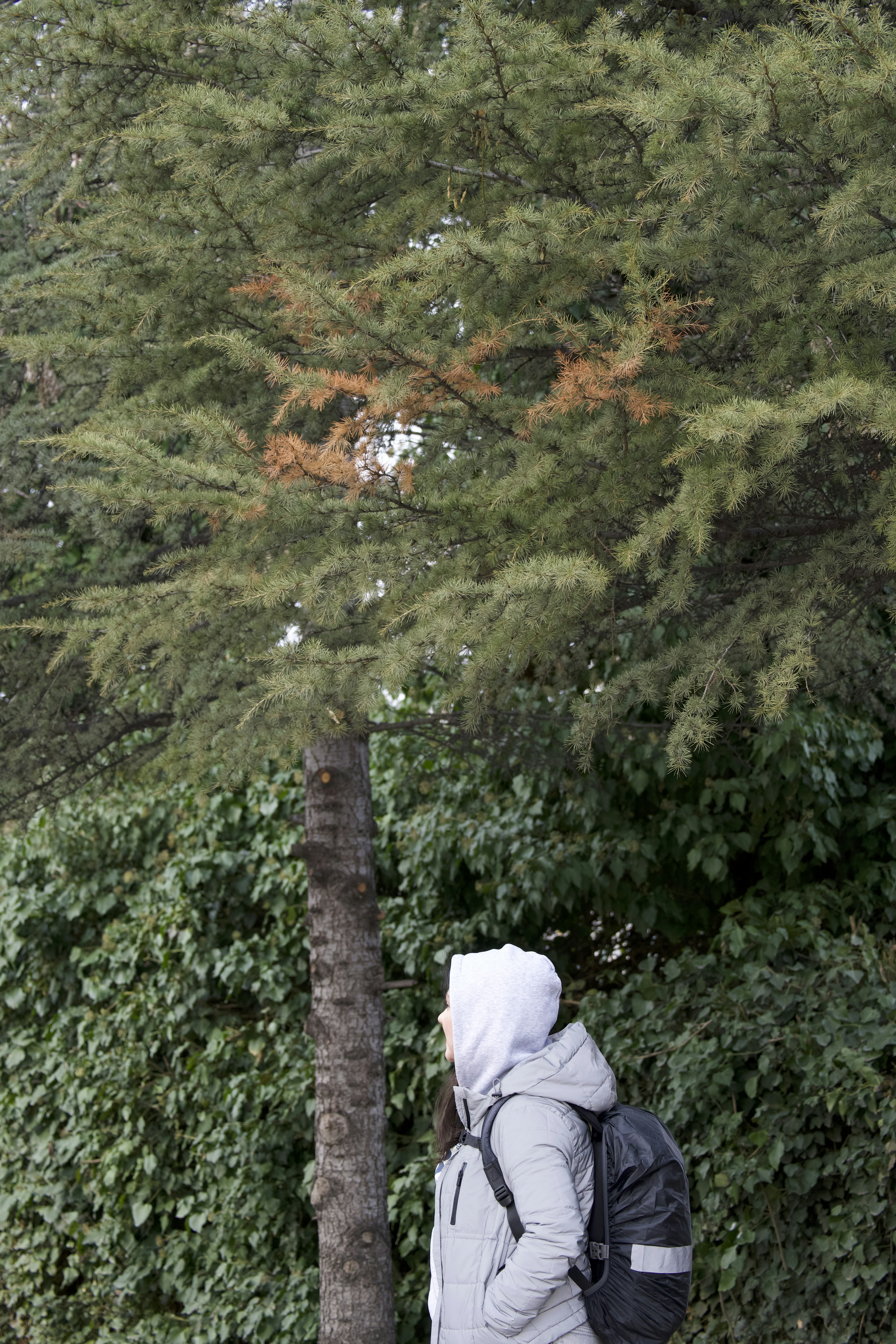 Hooded Traveler Pausing Under a Pine Canopy