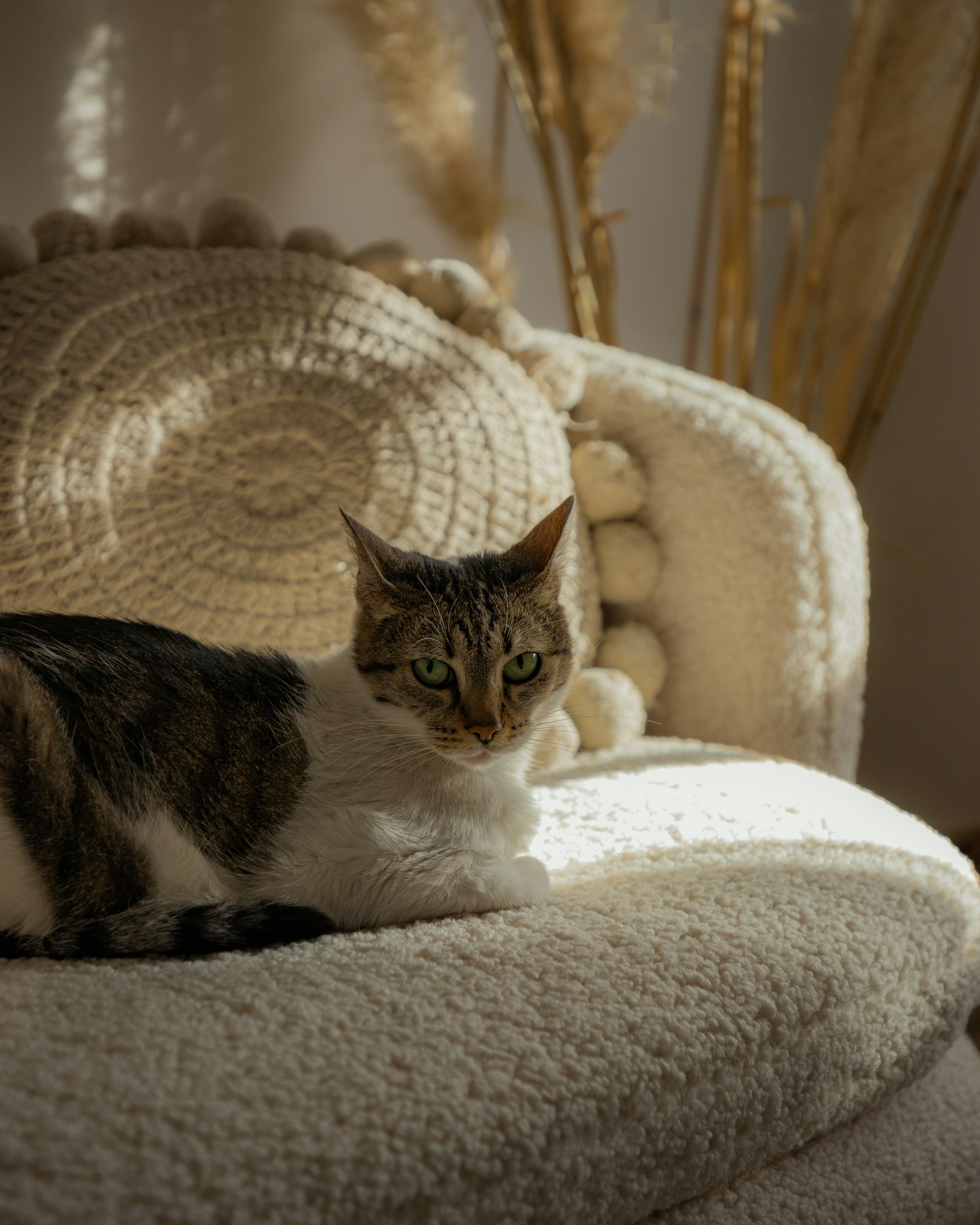 Green-Eyed Repose in a Sunlit Boucle Lounge