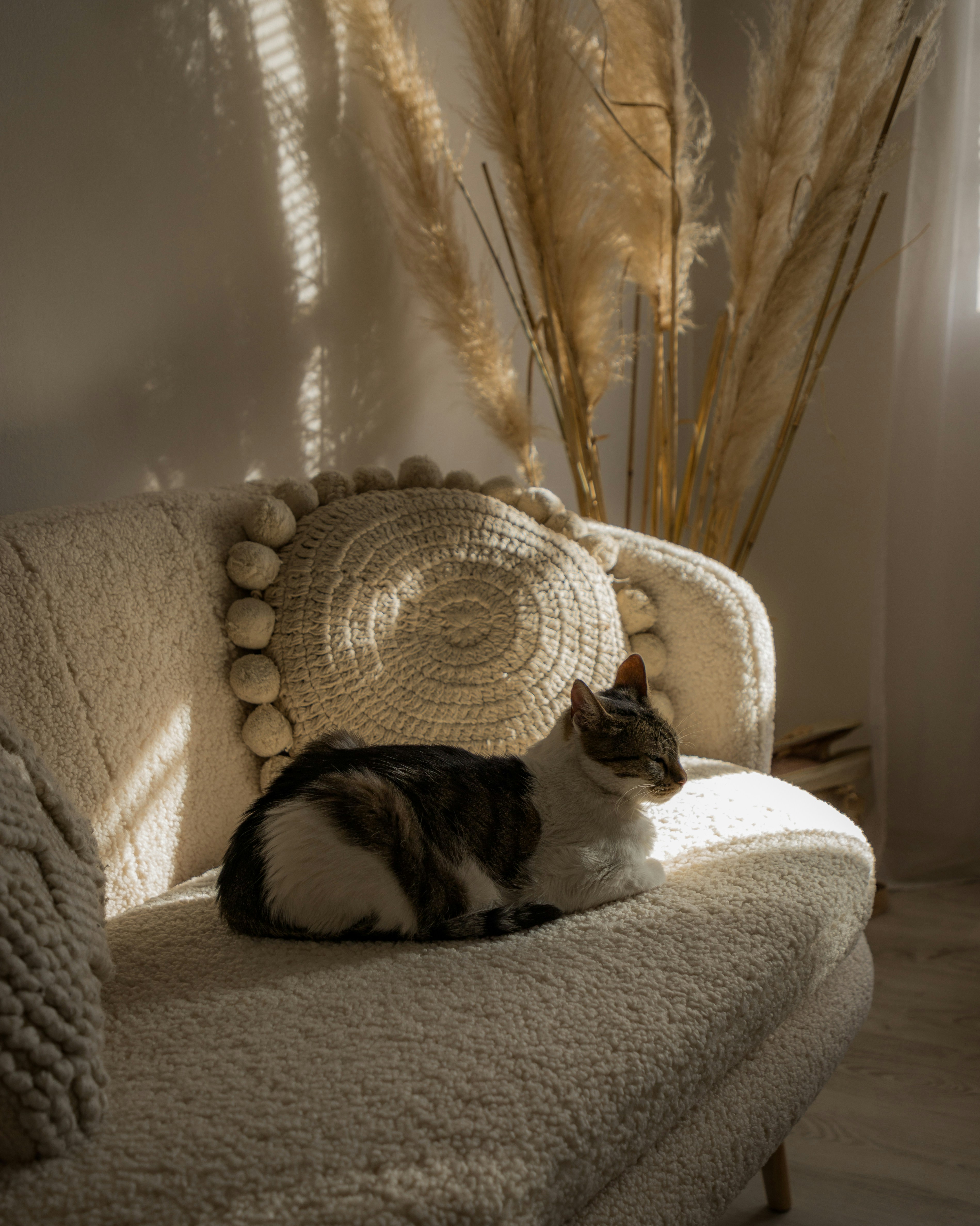 Golden Quiet: Cat Resting on Bouclé Sofa with Dried Grass Backdrop