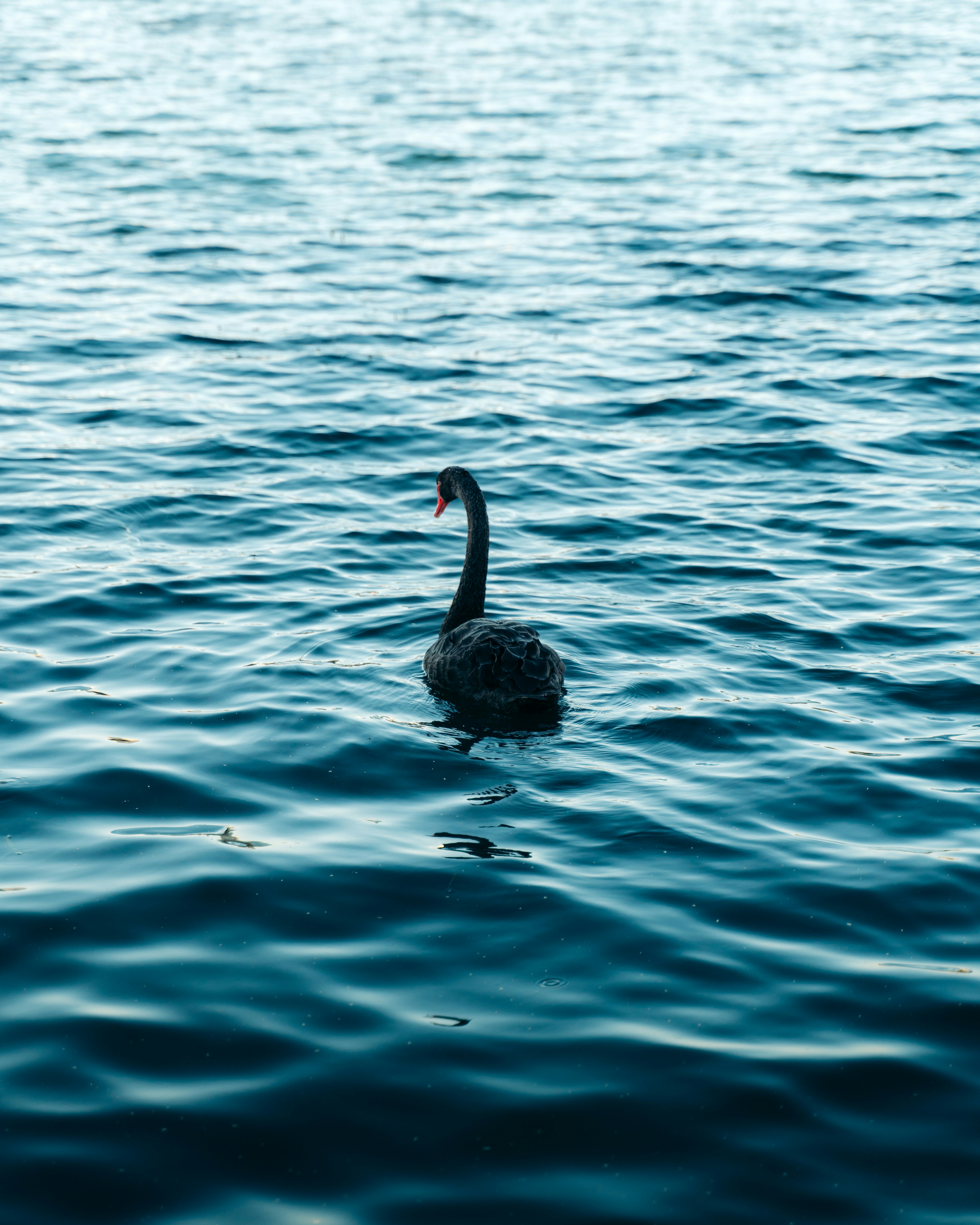 Solitary Black Swan on Indigo Waves