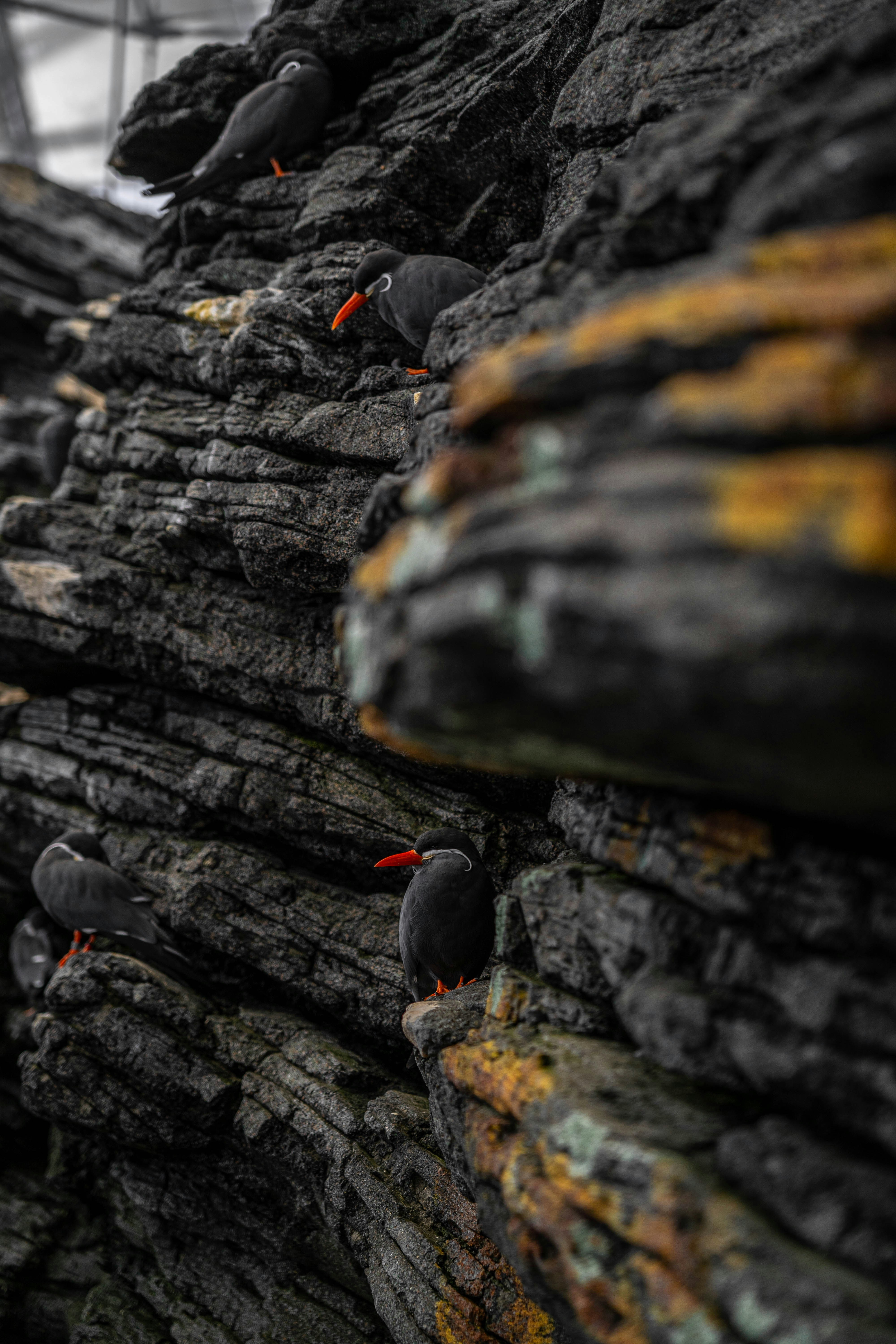 Red-beaked sentinels on a weathered basalt ledge