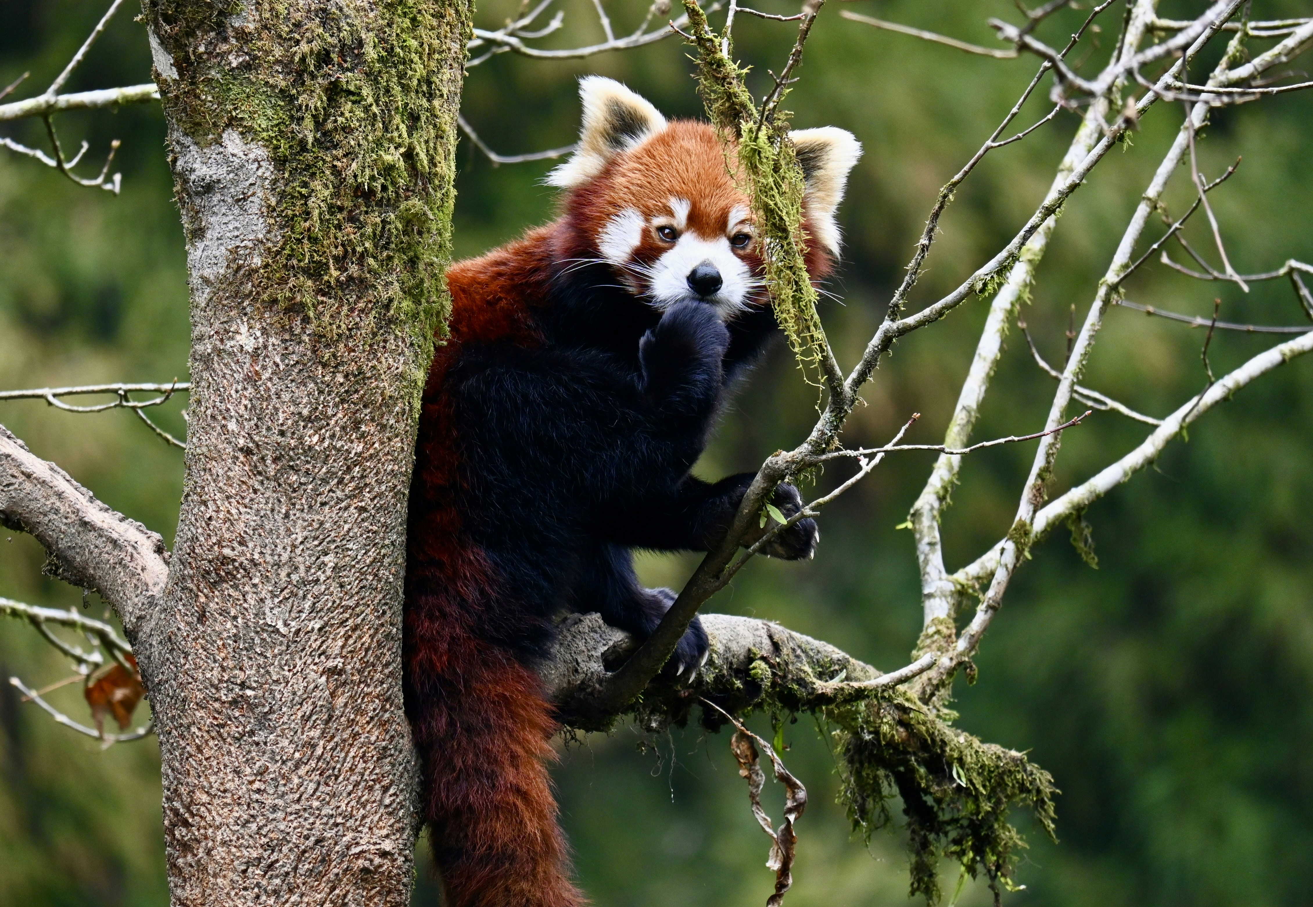 Verdant Perch: A Red Panda's Curious Gaze Among Mossy Branches