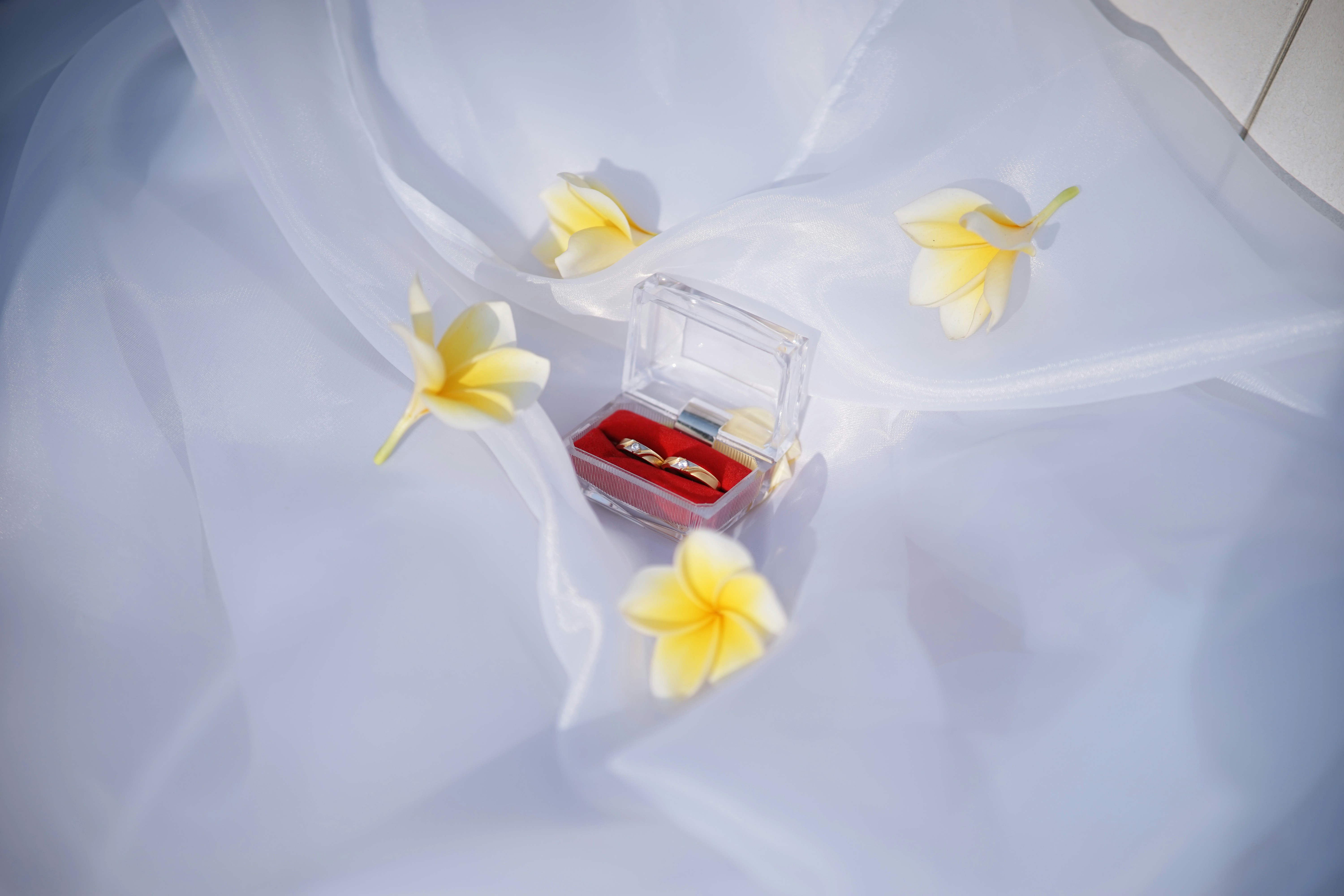 Elegant gold engagement ring in a red box with tropical white flowers (plumeria) on a white background. Concept for greeting cards, postcards. Copy space.