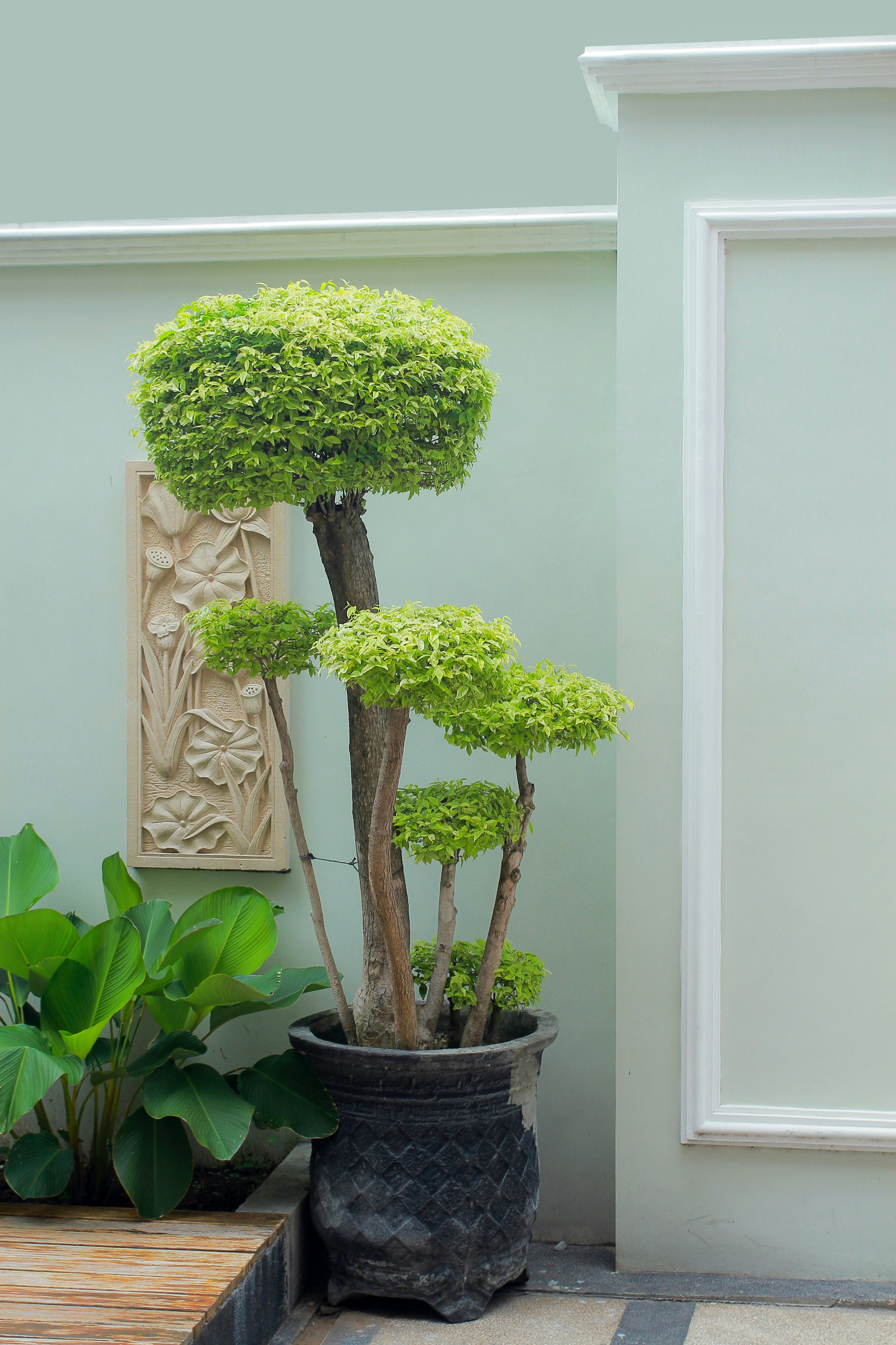 Tiered Bonsai Ensemble Against a Mint Courtyard Wall
