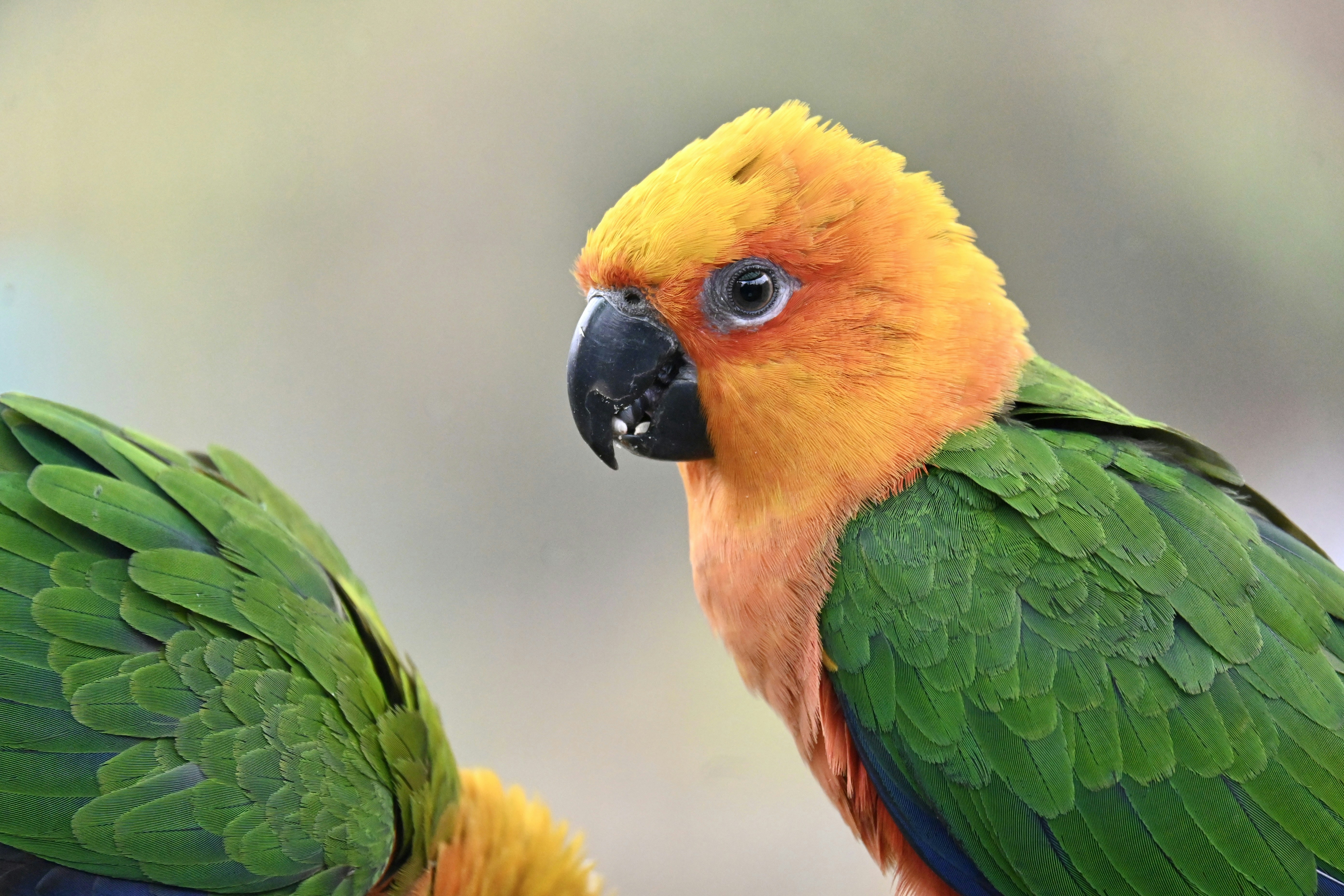 Sun Conure Portrait: Orange Face and Verdant Wings in Sharp Focus