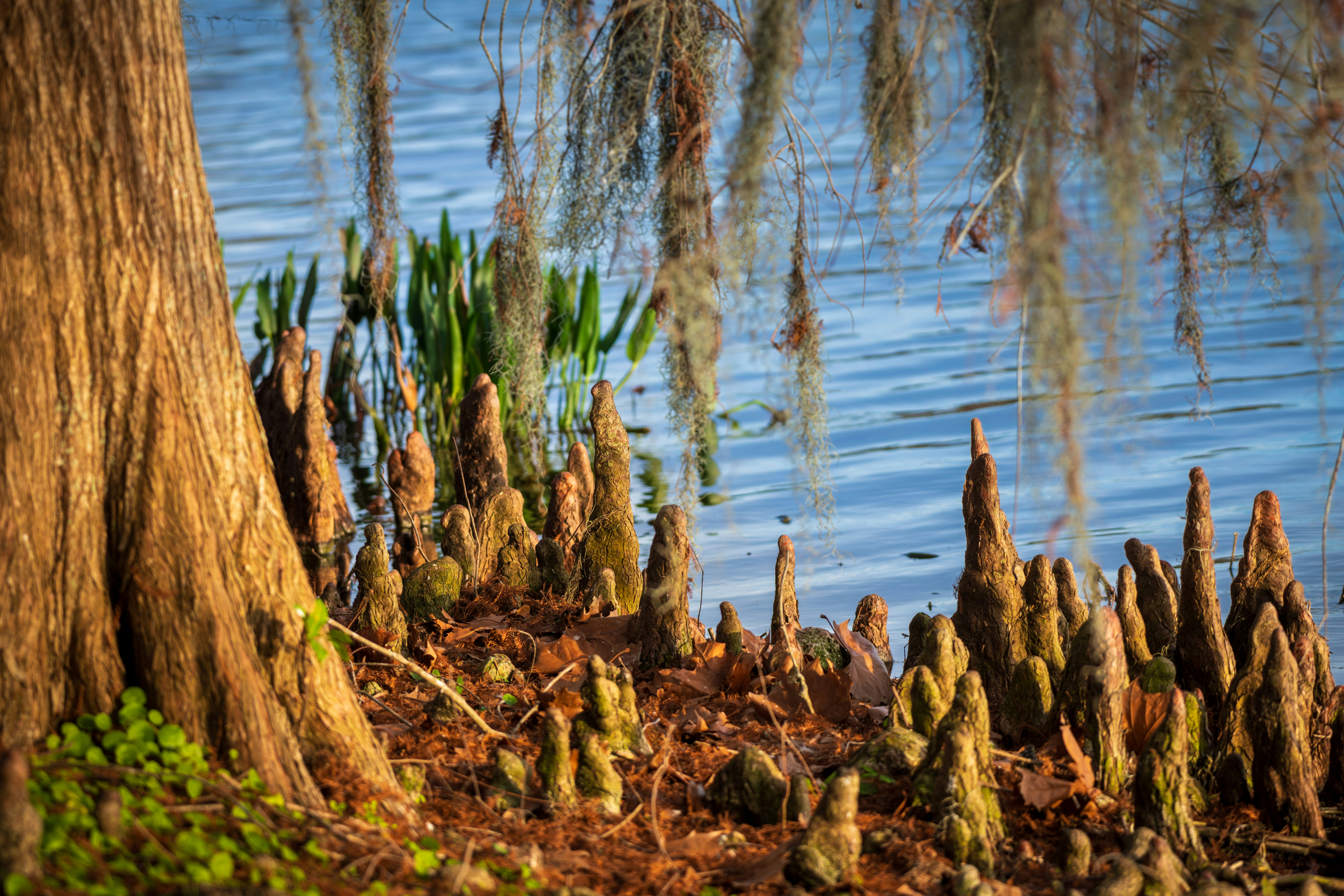 Stalwart Wetland Stumps Beside Quiet Waters
