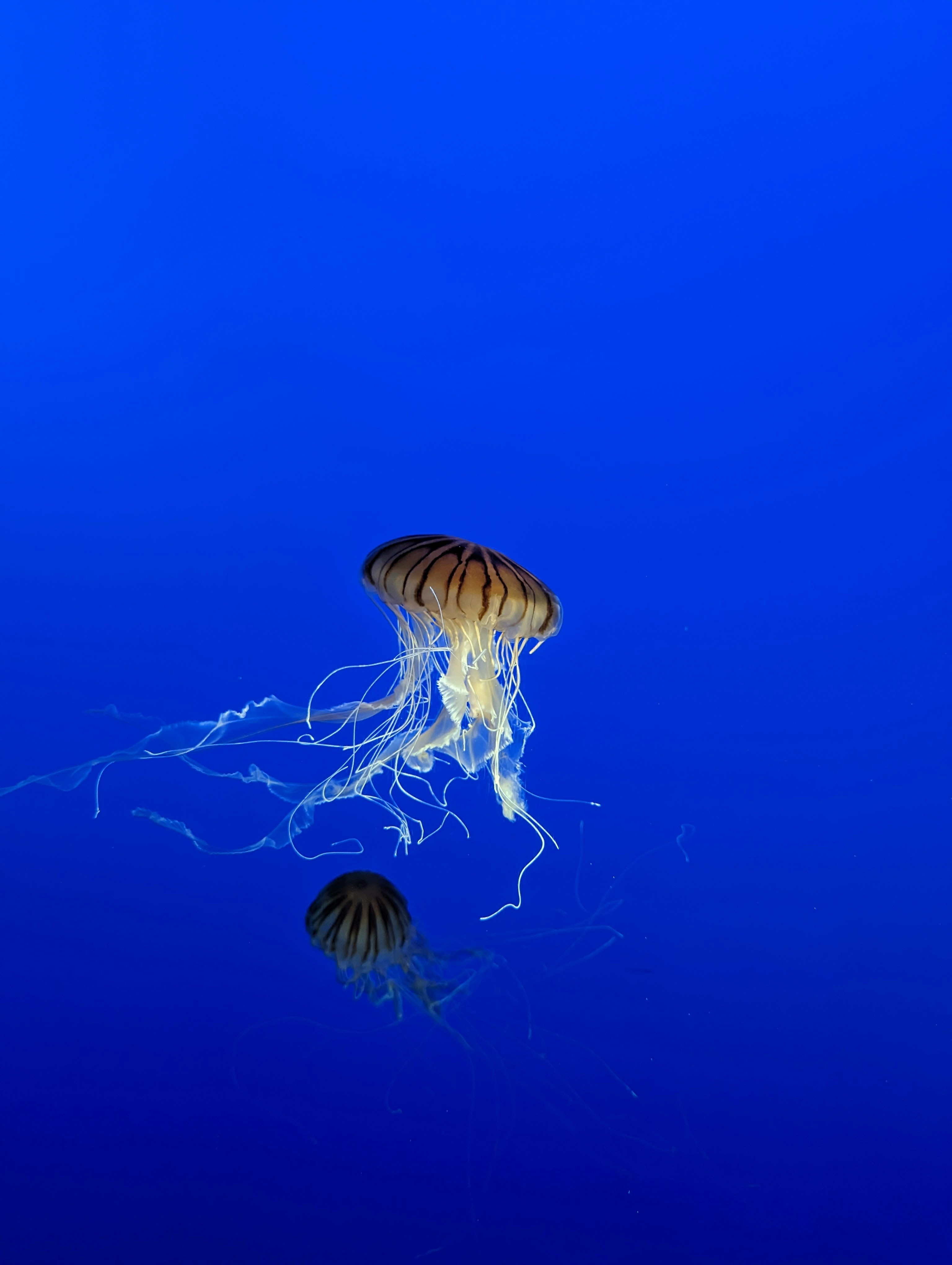 Underwater ballet: Jellyfish dancing in the deep blue serenity.