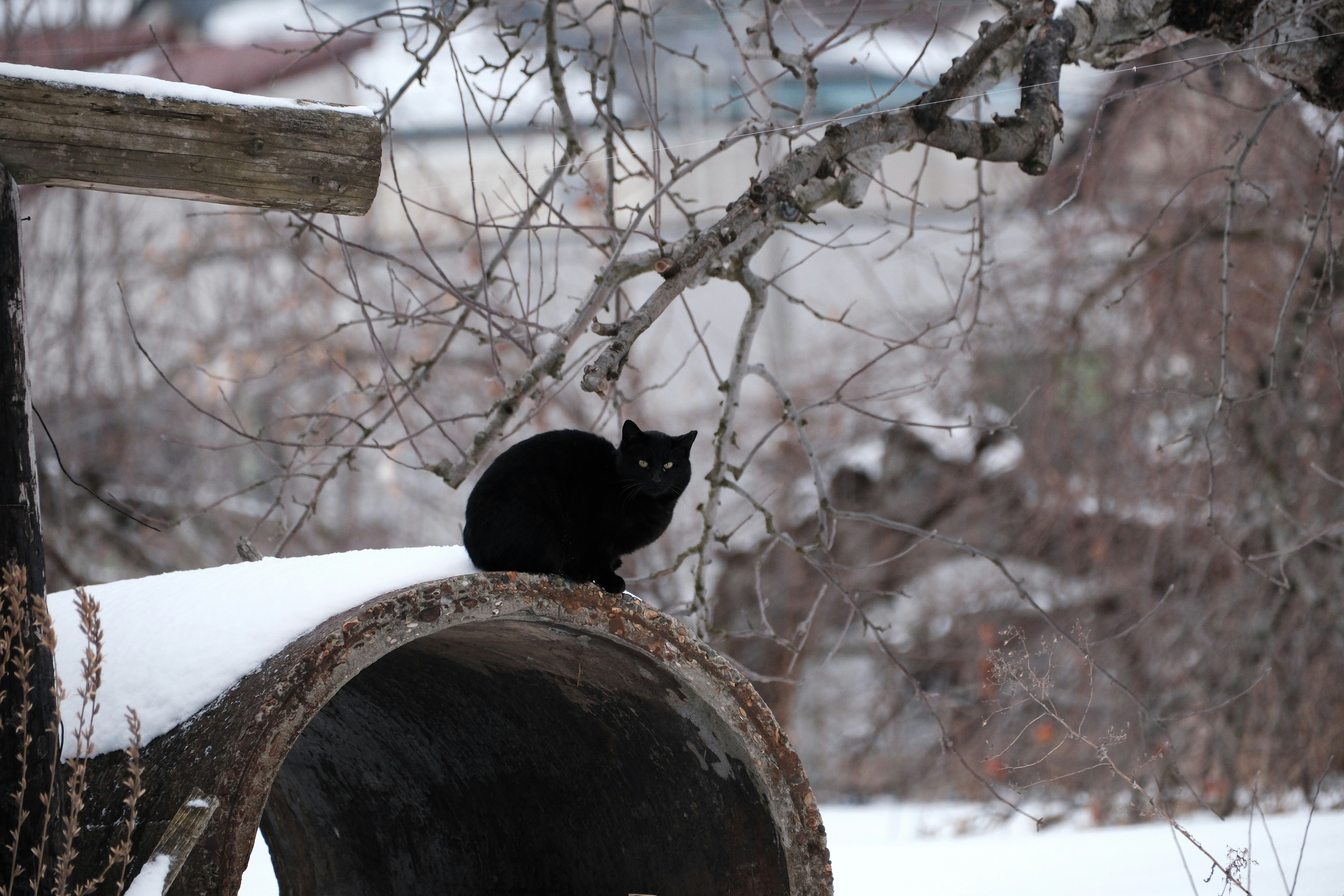 Midwinter Sentinel: A Black Cat Perched on a Snow-Kissed Pipe