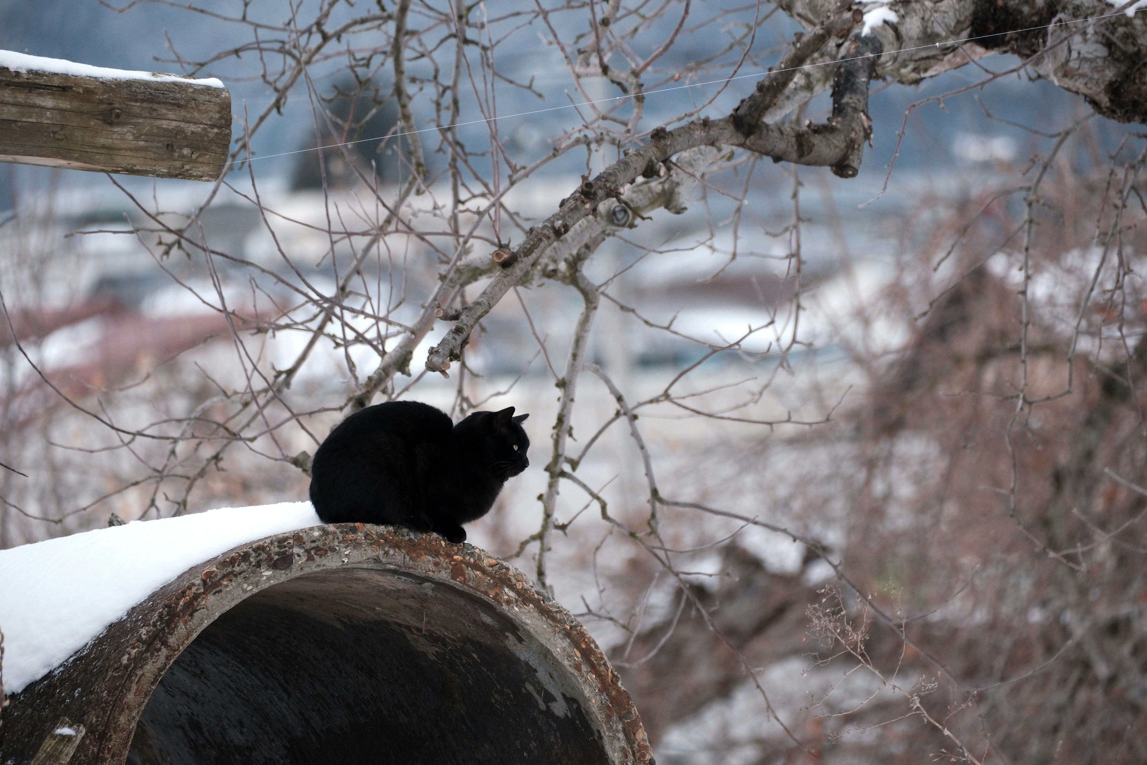 Snowbound Sentinel: A Black Cat Perches on a Snow-Capped Pipe