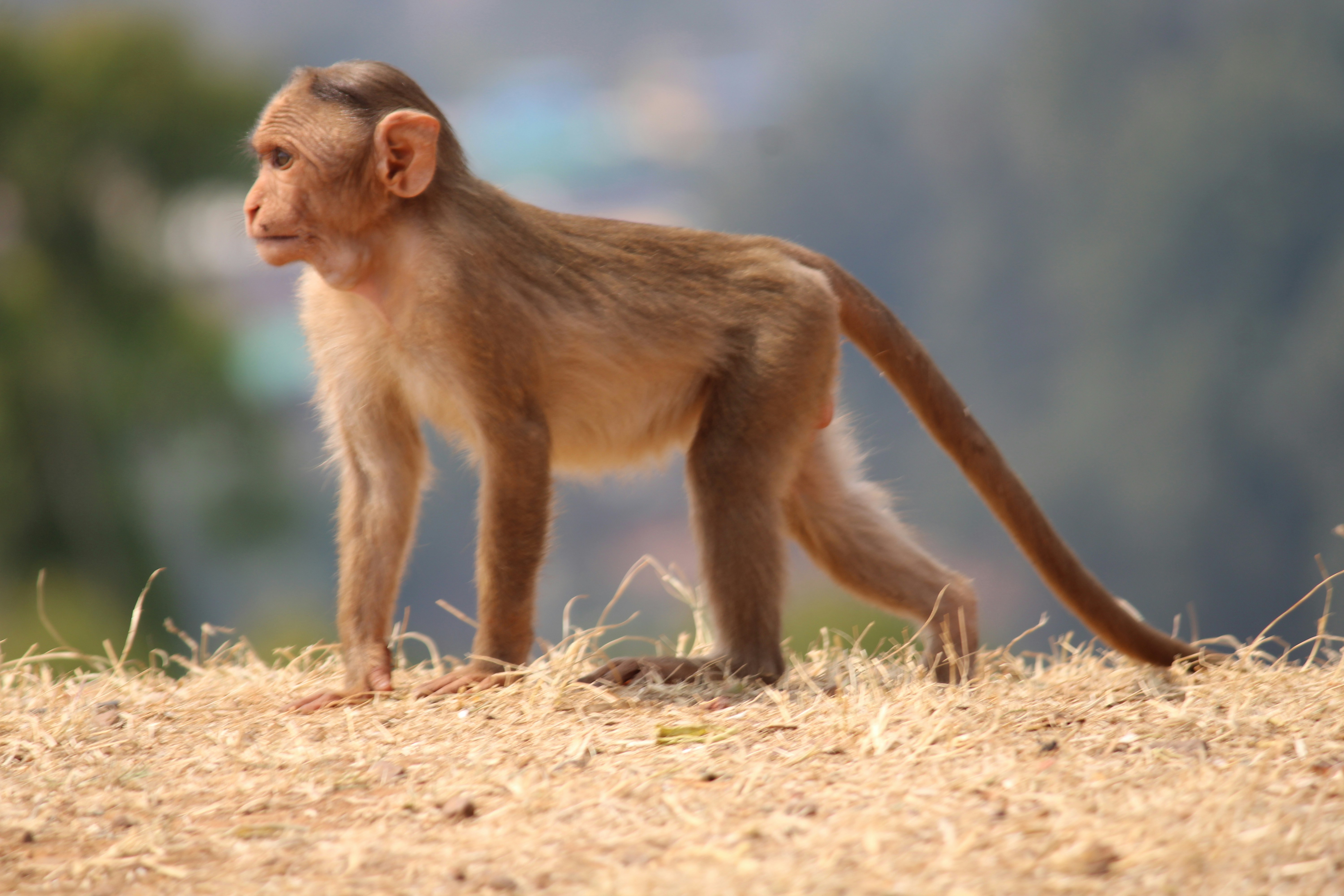 A small monkey standing on top of a dry grass field photo – Free ...