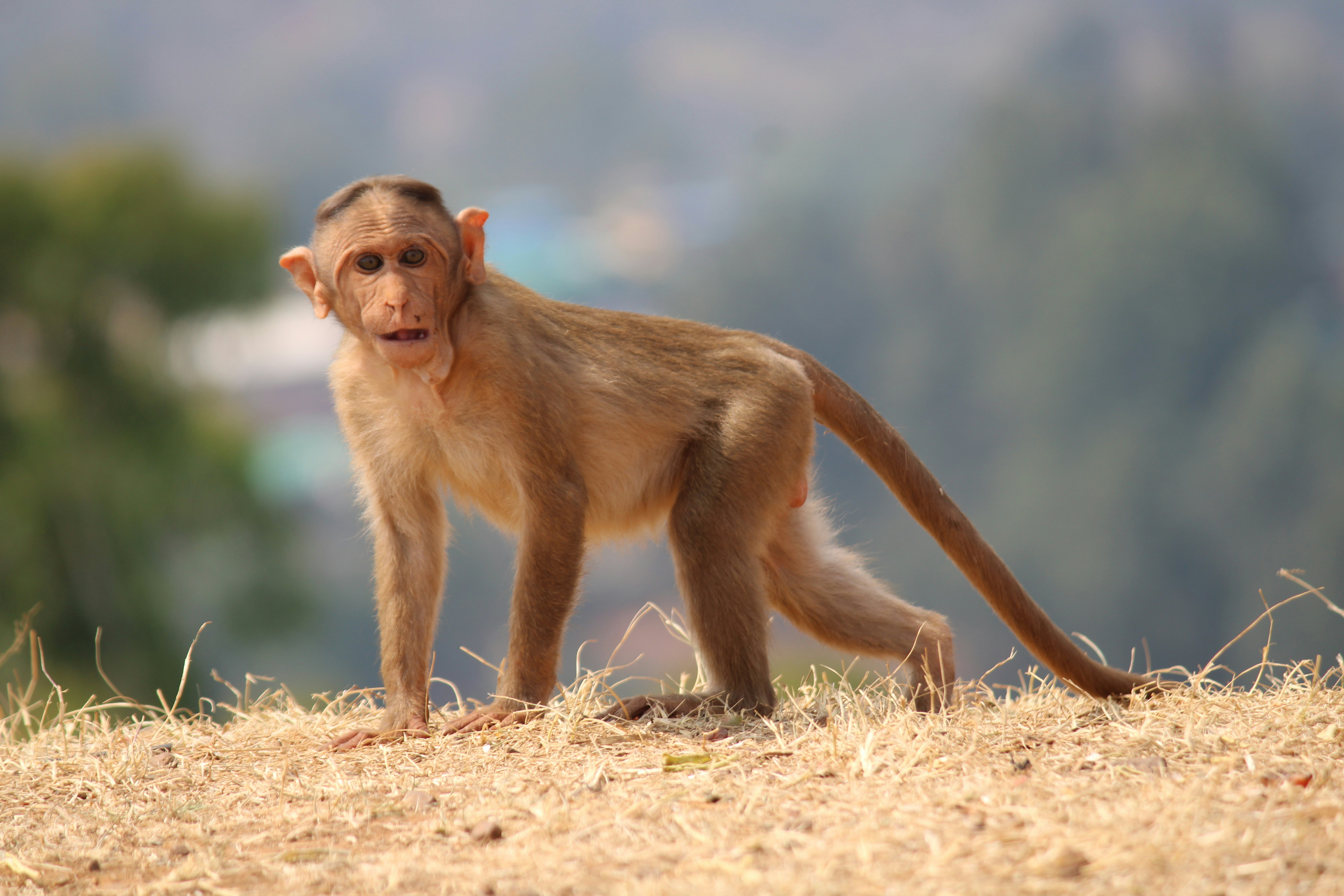 Sunlit Ridge Stroll: A Macaque's Curious Pause