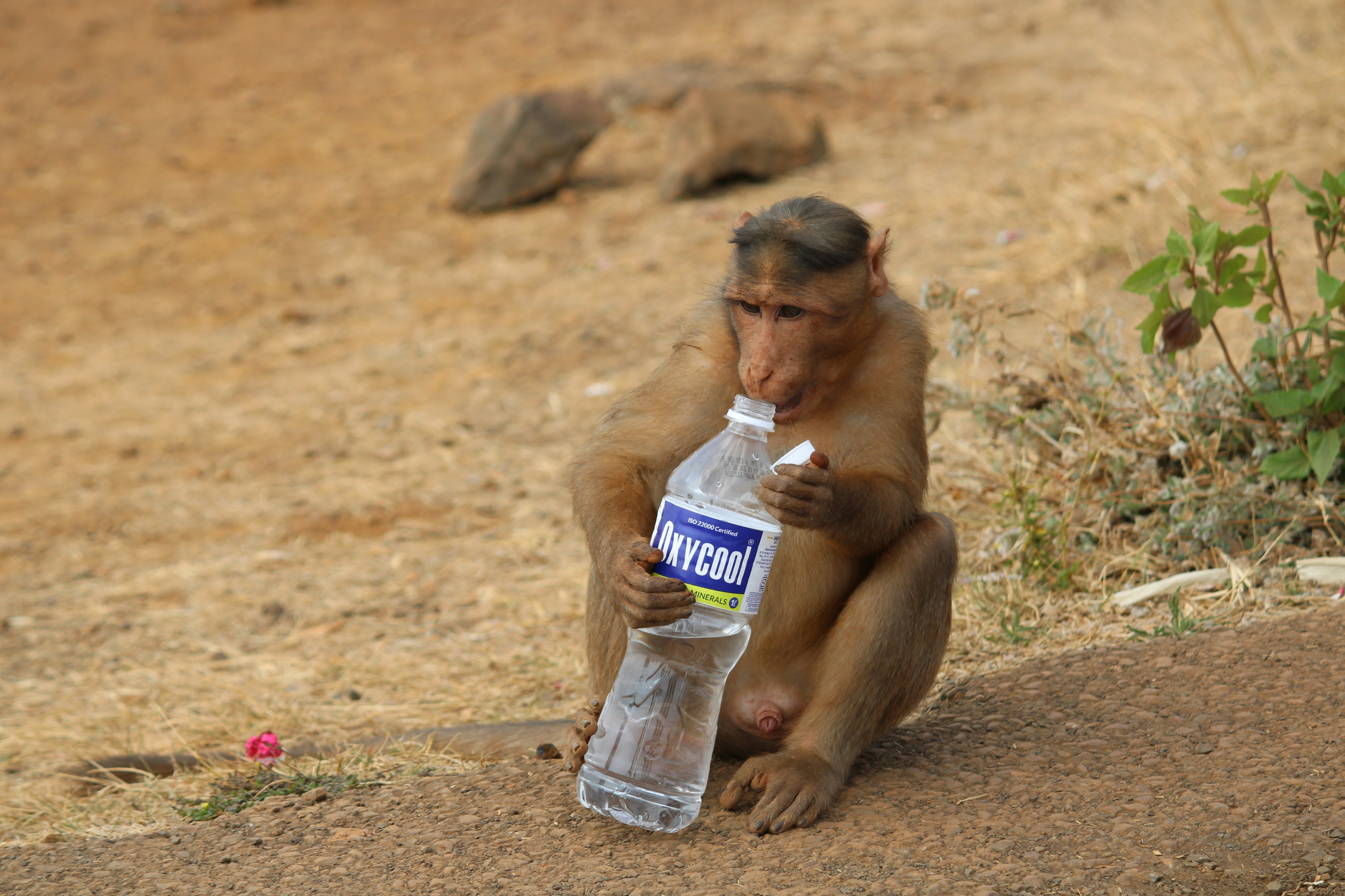 Desert Hydration: A Macaque's Quiet Sip from a Plastic Bottle