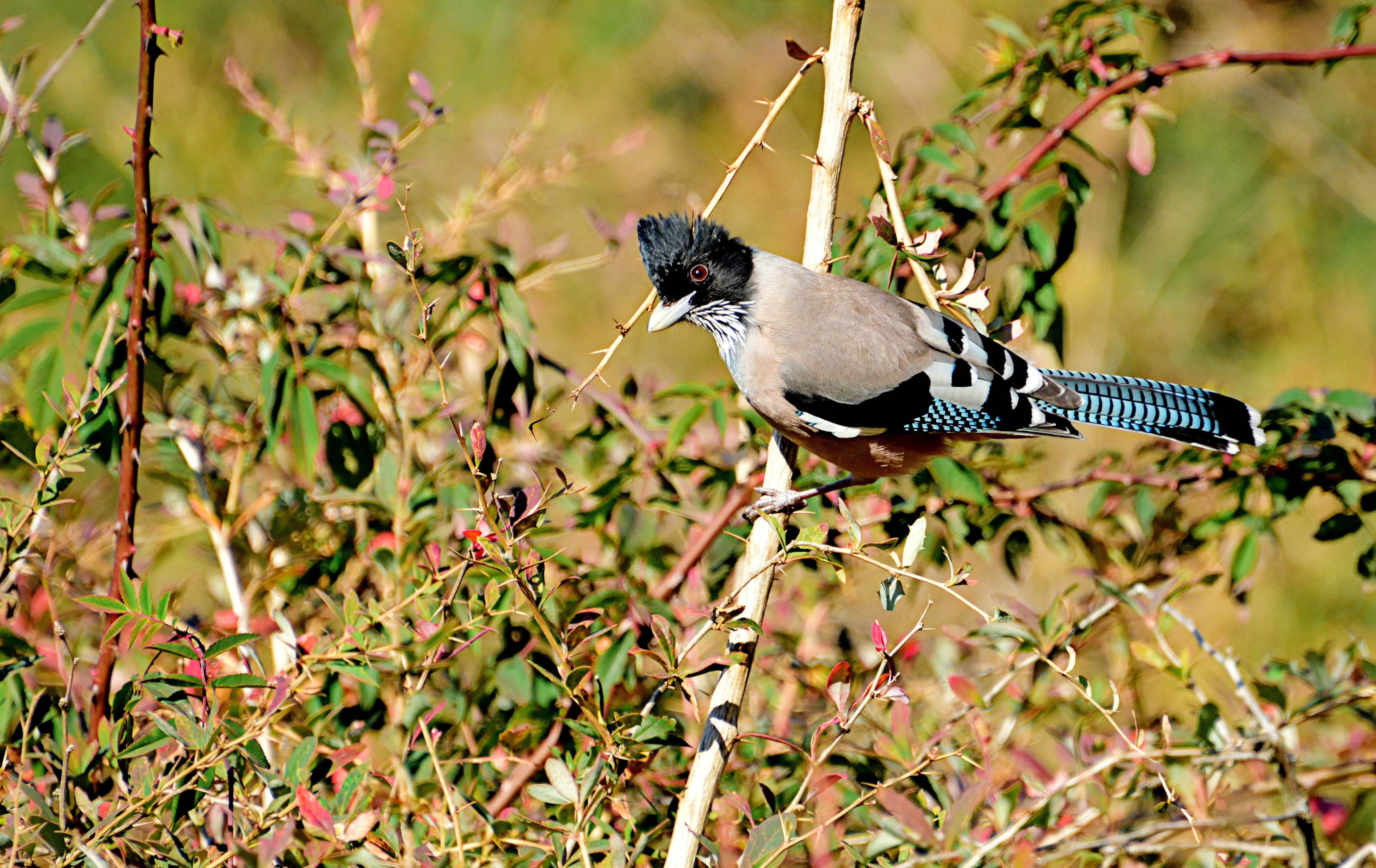 Azure-tailed Magpie on a twig-threaded perch among sunlit brambles