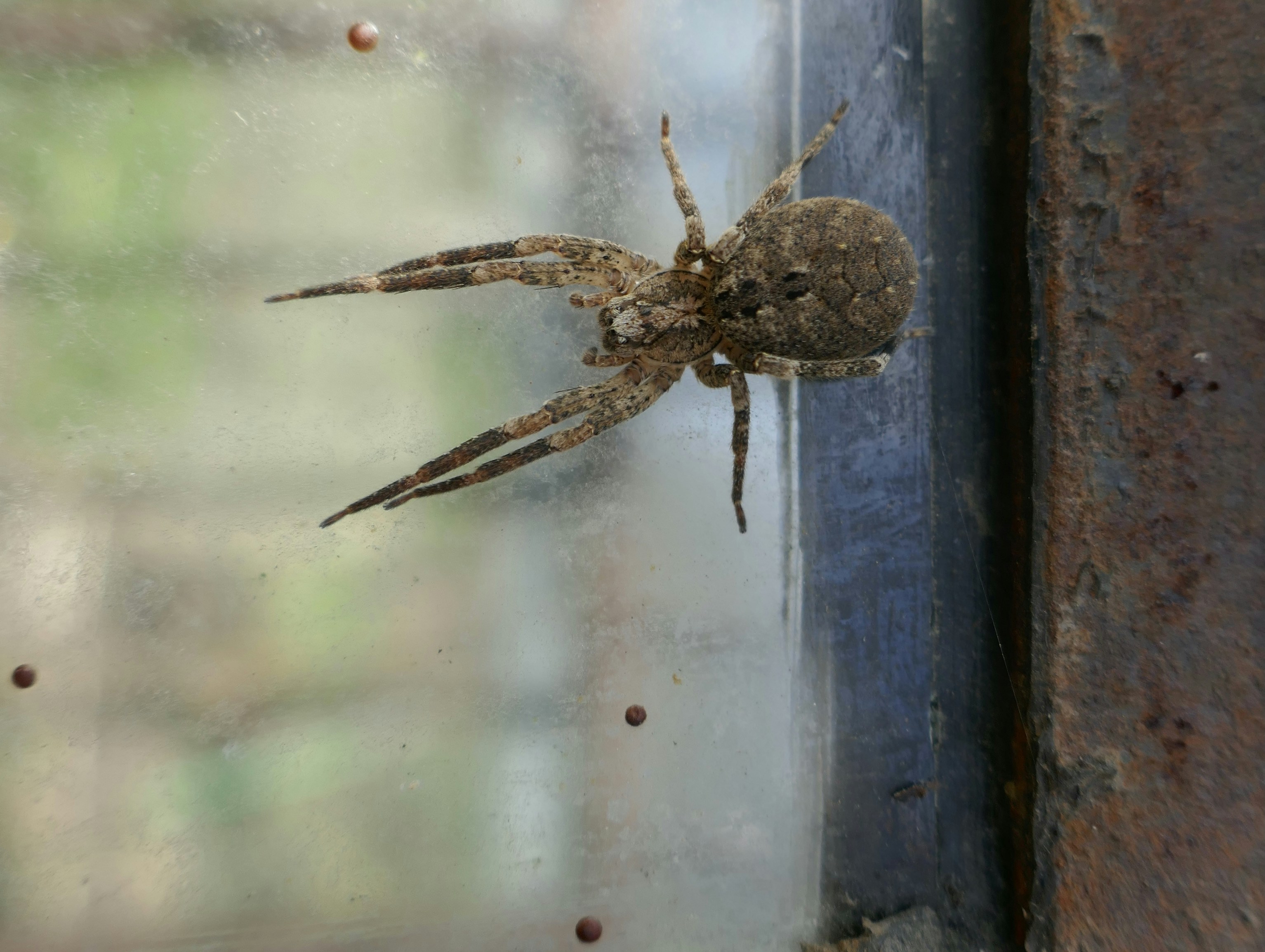 Spider perched on a glass window with a blurred natural backdrop.