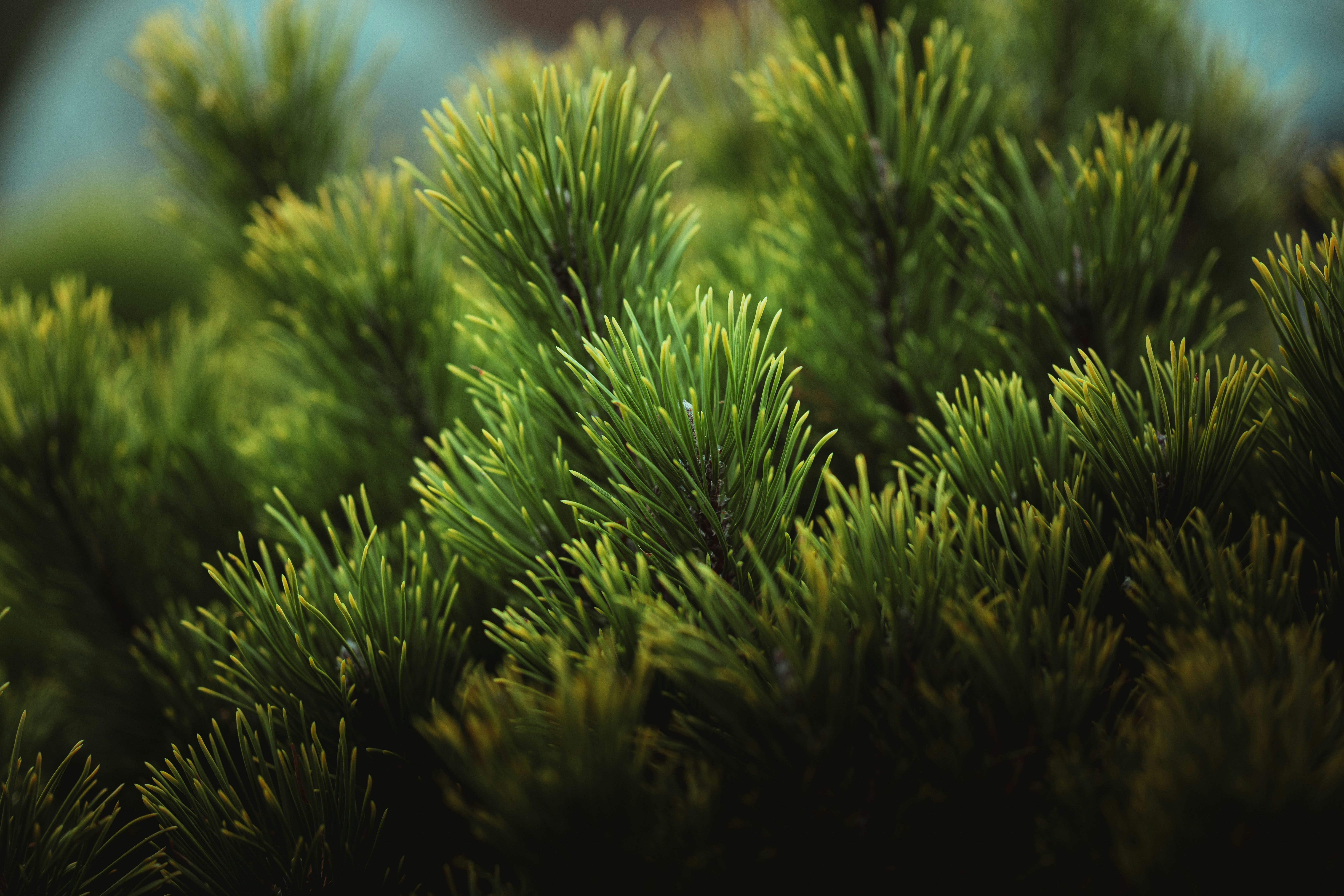A close up of a pine tree with a blurry background photo – Free ...