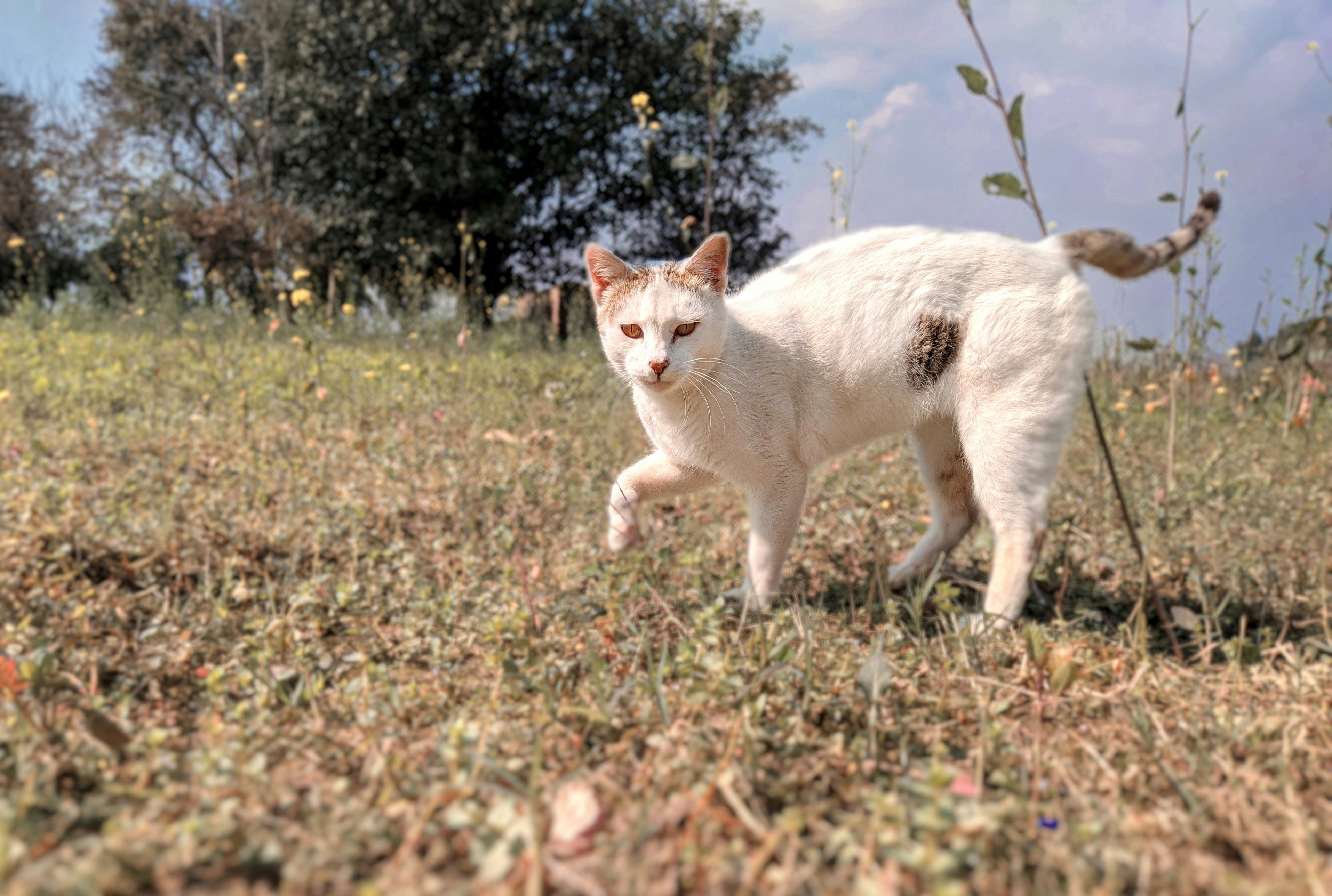Cat Standing Pictures | Download Free Images on Unsplash