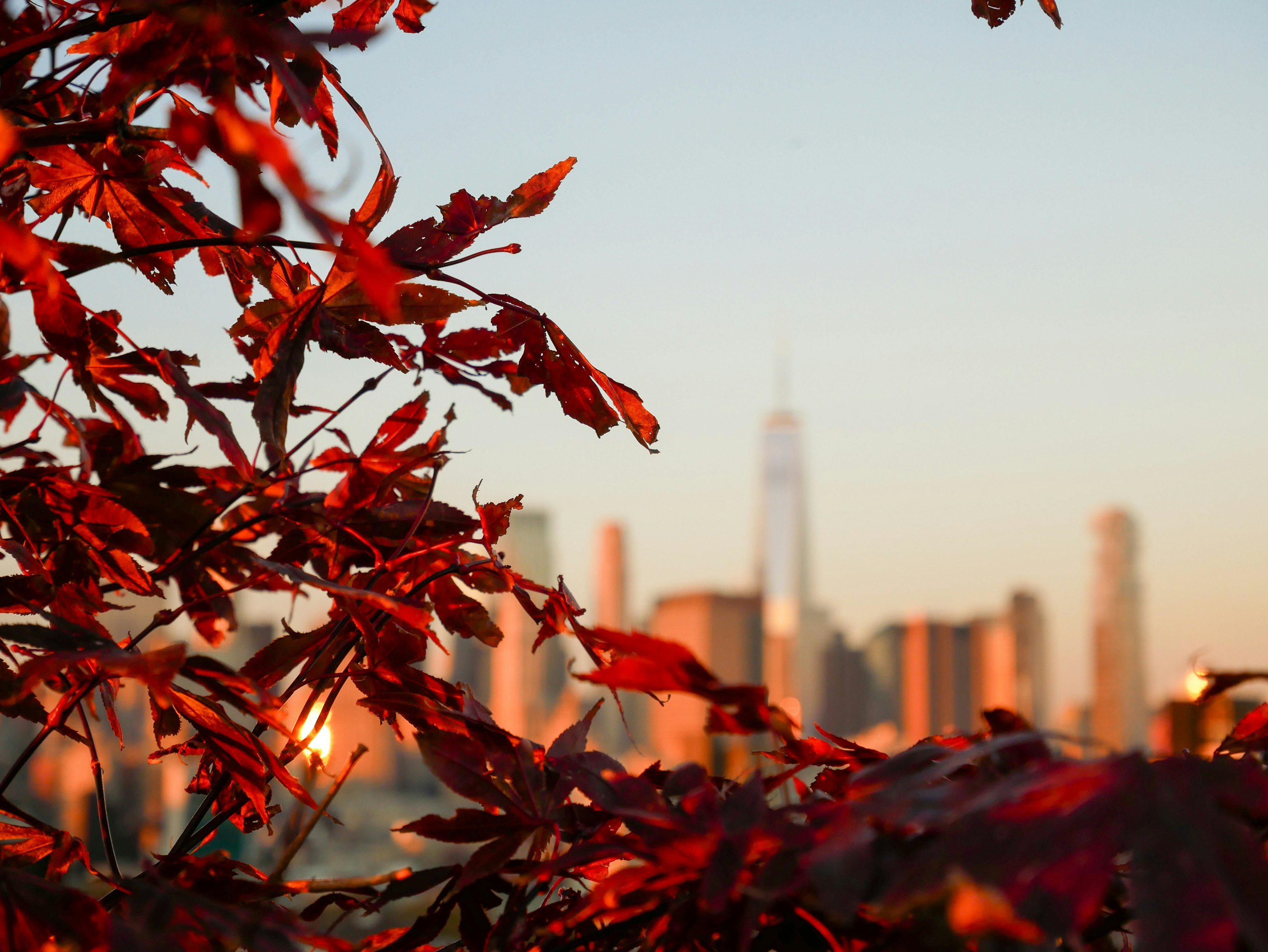 Crimson Leaves Framing the Distant Skyline at Sunset