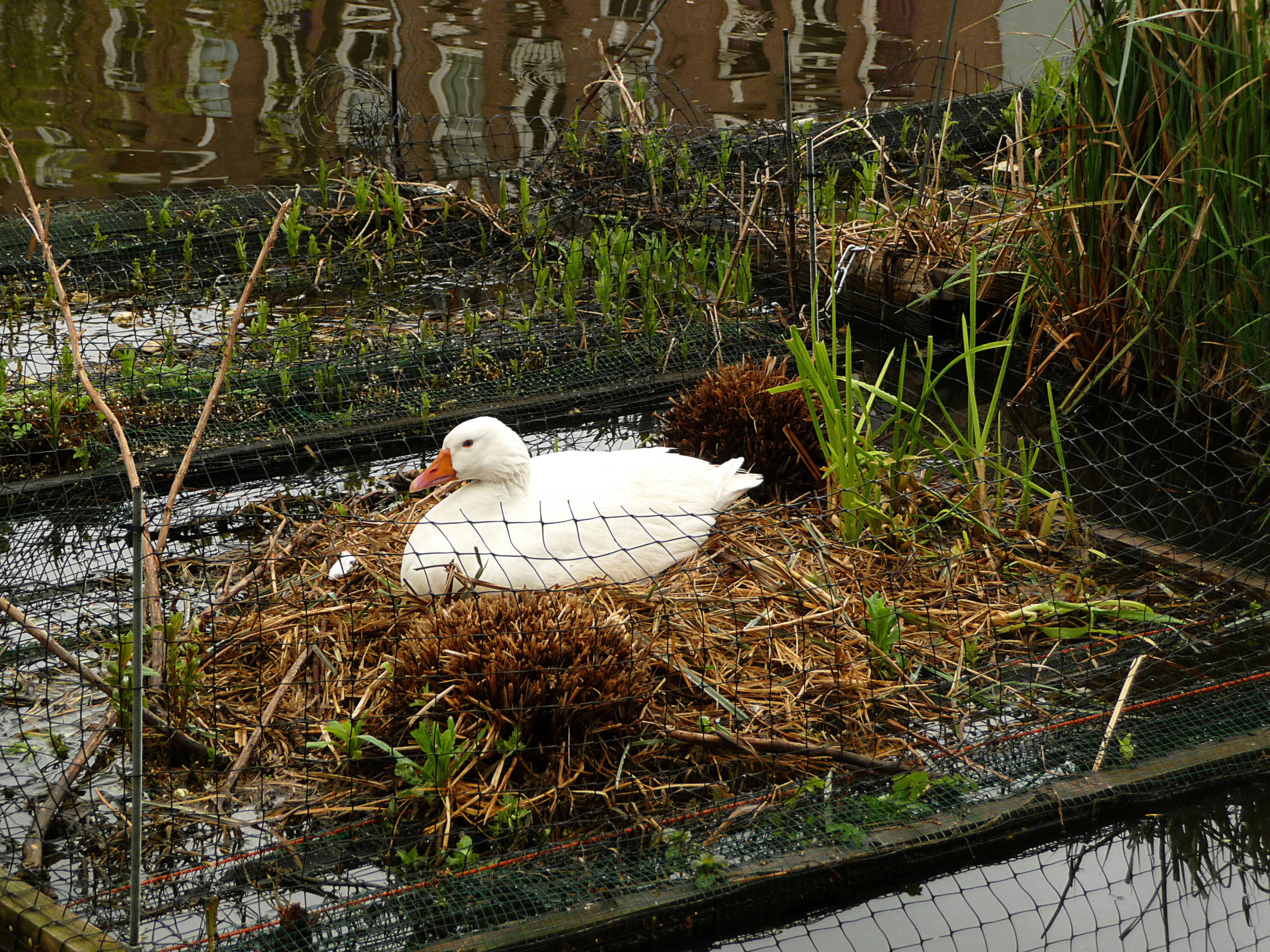 Close up free photo of a white goose, nestling on a floating wooden raft. With in the background reflections of house facades in the canal water. It will be a small chanche the eggs will hatching, because the nest is located deep in the water, and the water is cool. Street photography of birds life in Amsterdam city by Fons Heijnsbroek; free download urban photo, The Netherlands. This animal image is in high resolutions for making a good art print or wallpaper. // Foto van een gans op zijn nest in de gracht van Amsterdam met reflecties van huizen in het water; straatfotografie Nederland.