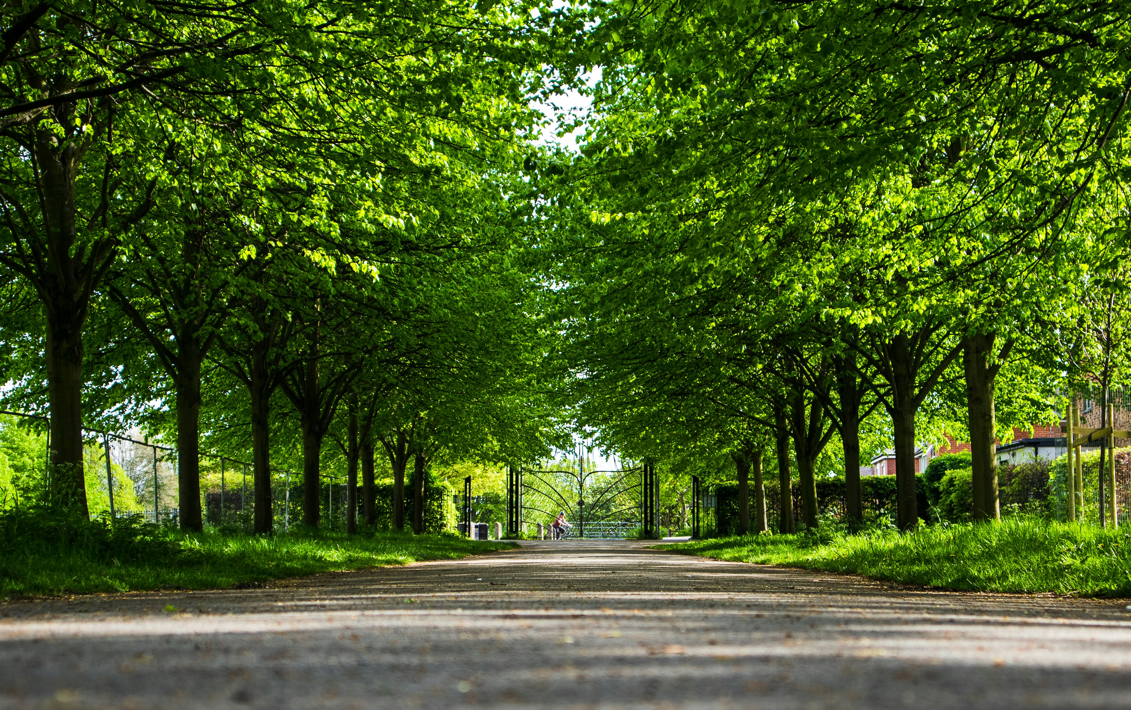 a tree lined street with a fence and trees lining both sides