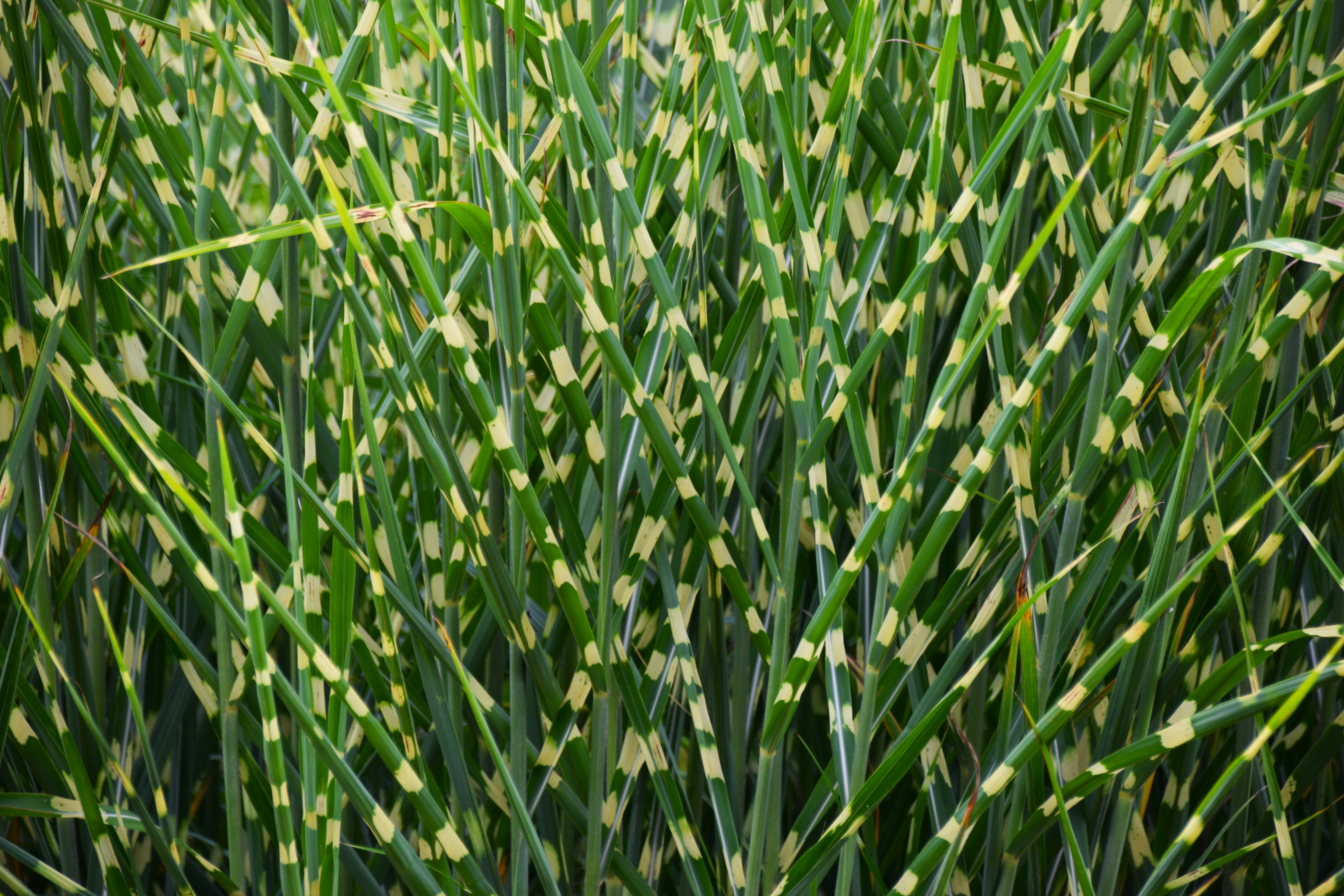 Zebra Grass - Ornamental Grass