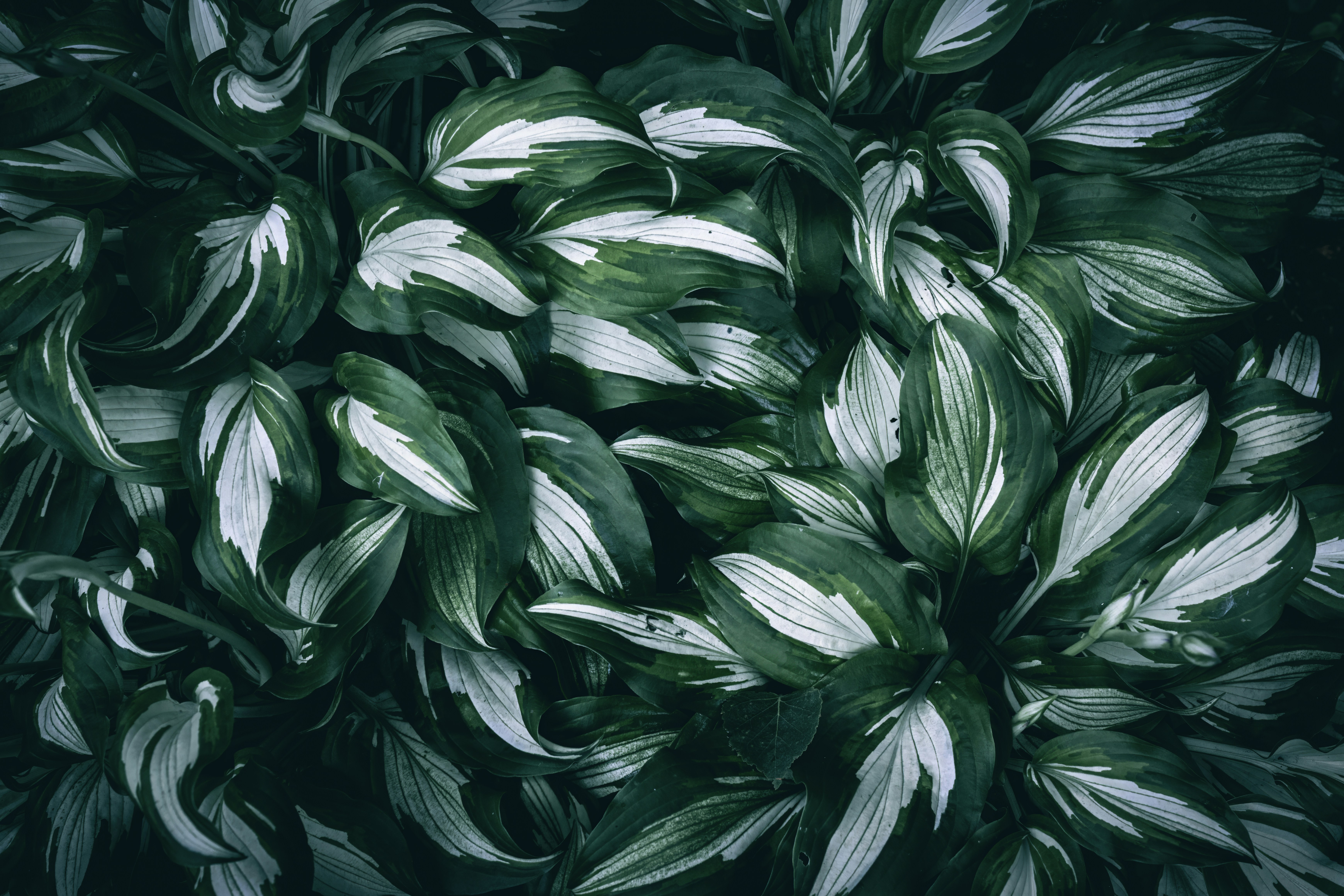 A close up of a green plant with white leaves photo – Free Serbia Image ...