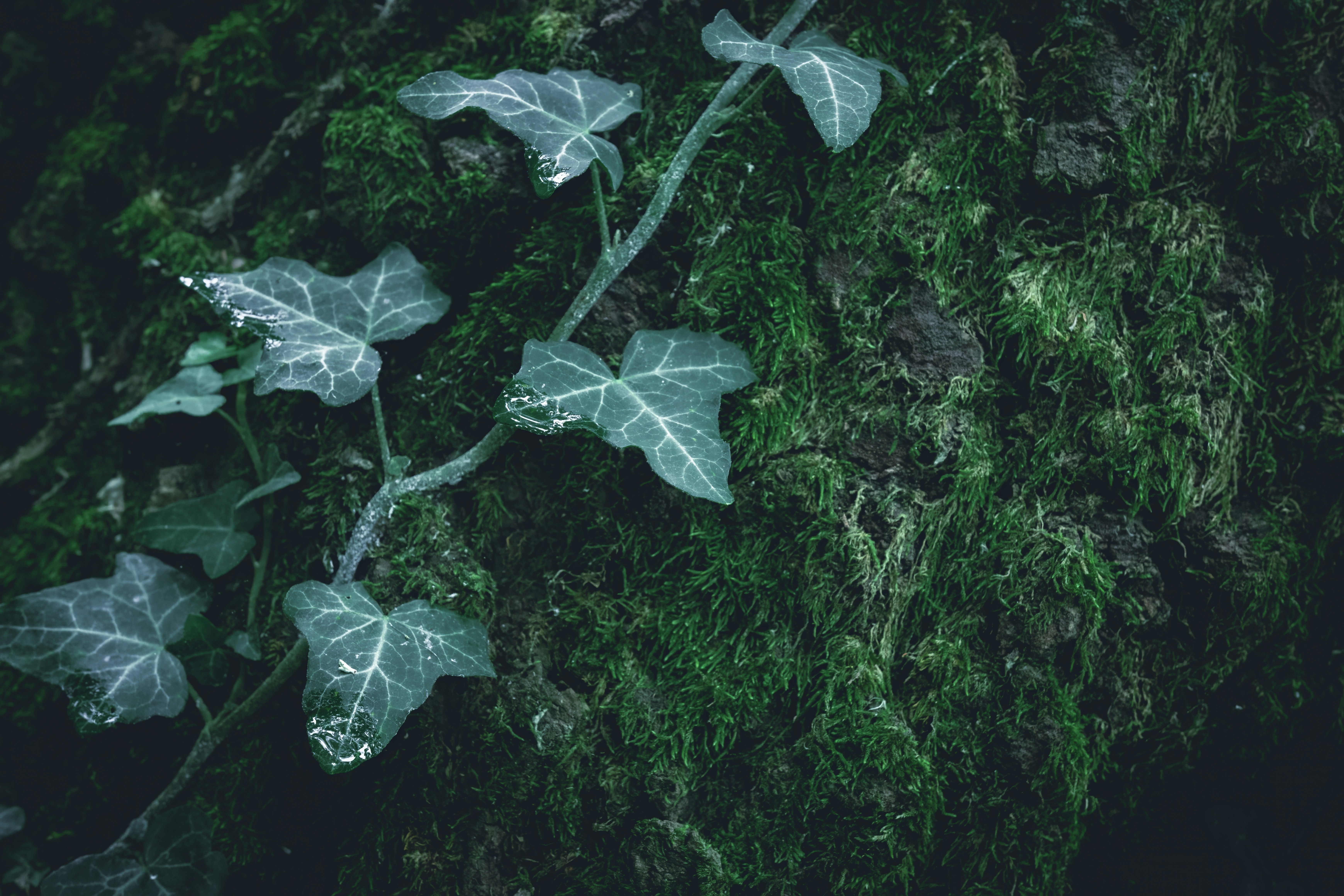 A close up of Common Ivy leaves and green moss on a tree