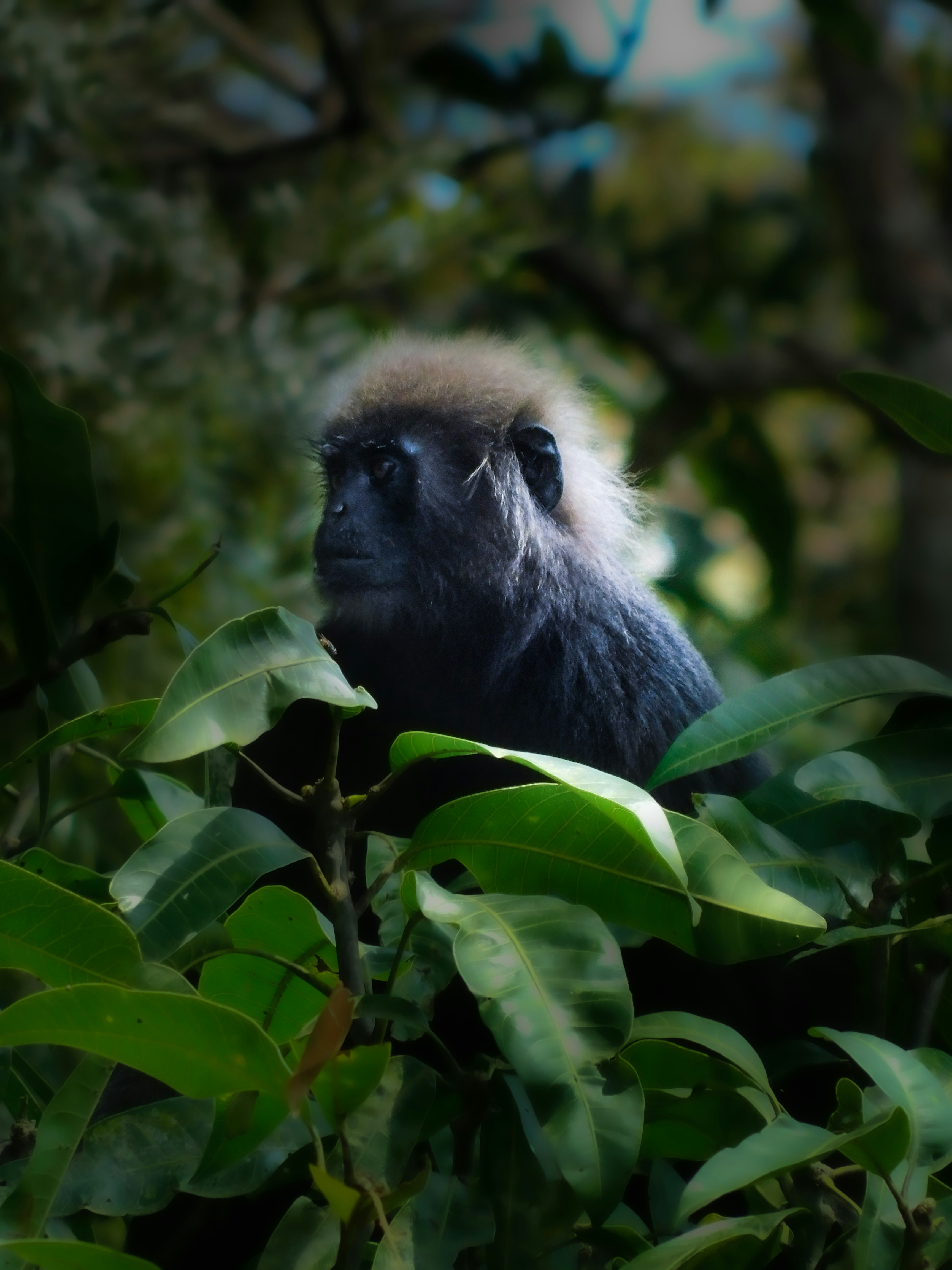 A solitary monkey peers through lush foliage, blending harmoniously with its jungle surroundings.
