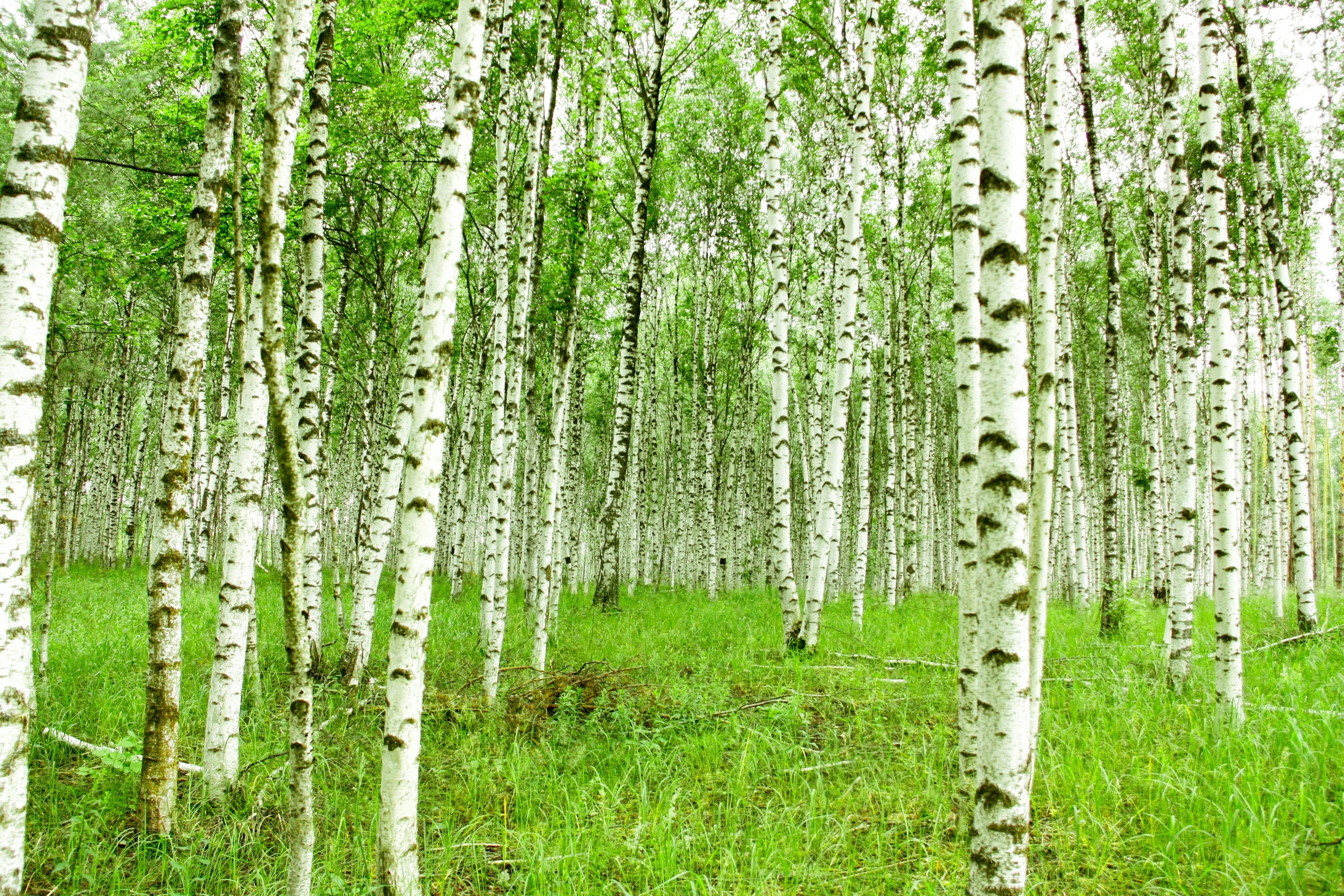 A grove of white birch trees in a green forest photo – Free Birken ...