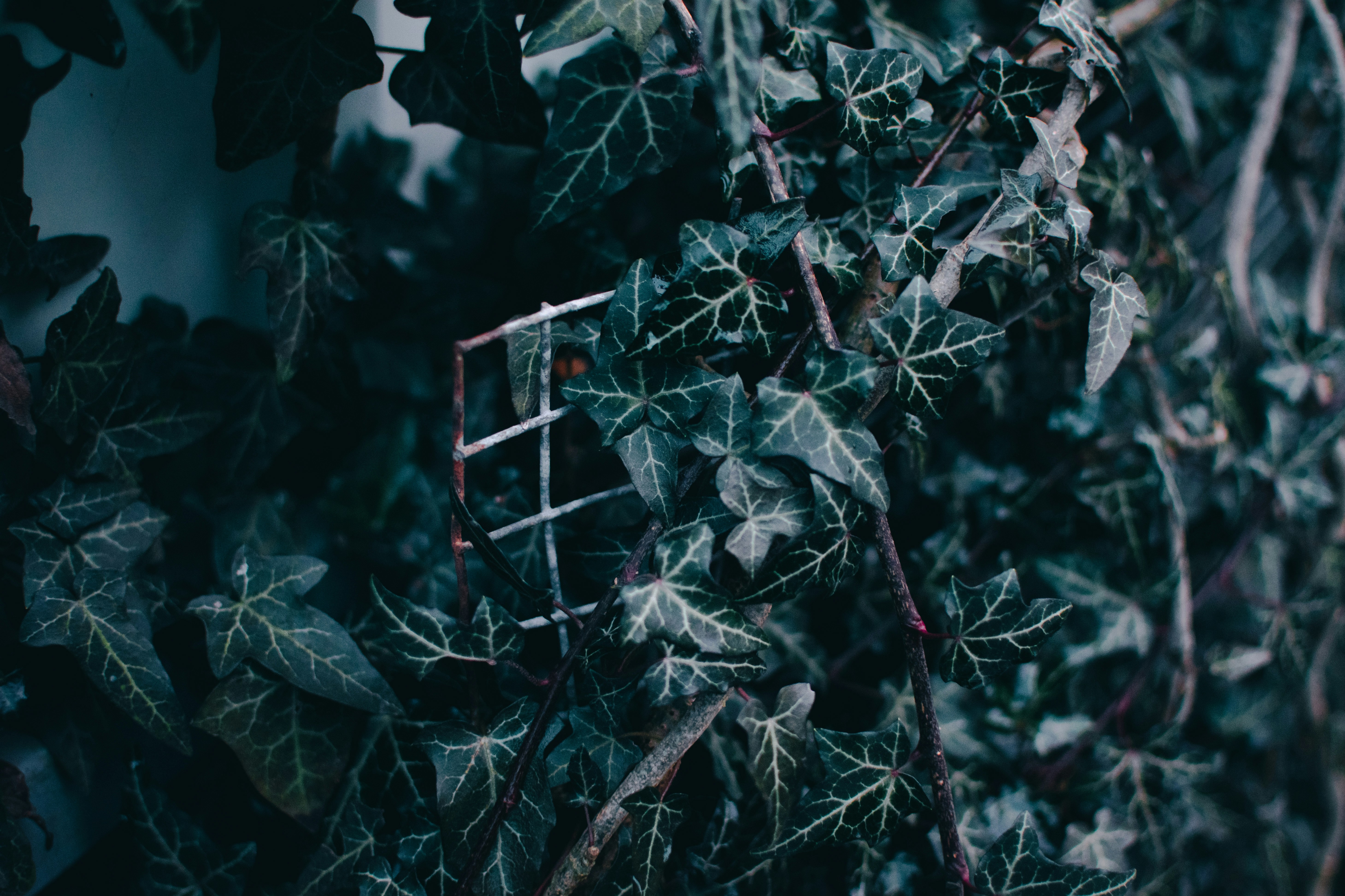 Ivy Veil: A Quiet Tangle of Leaves and Metal Mesh