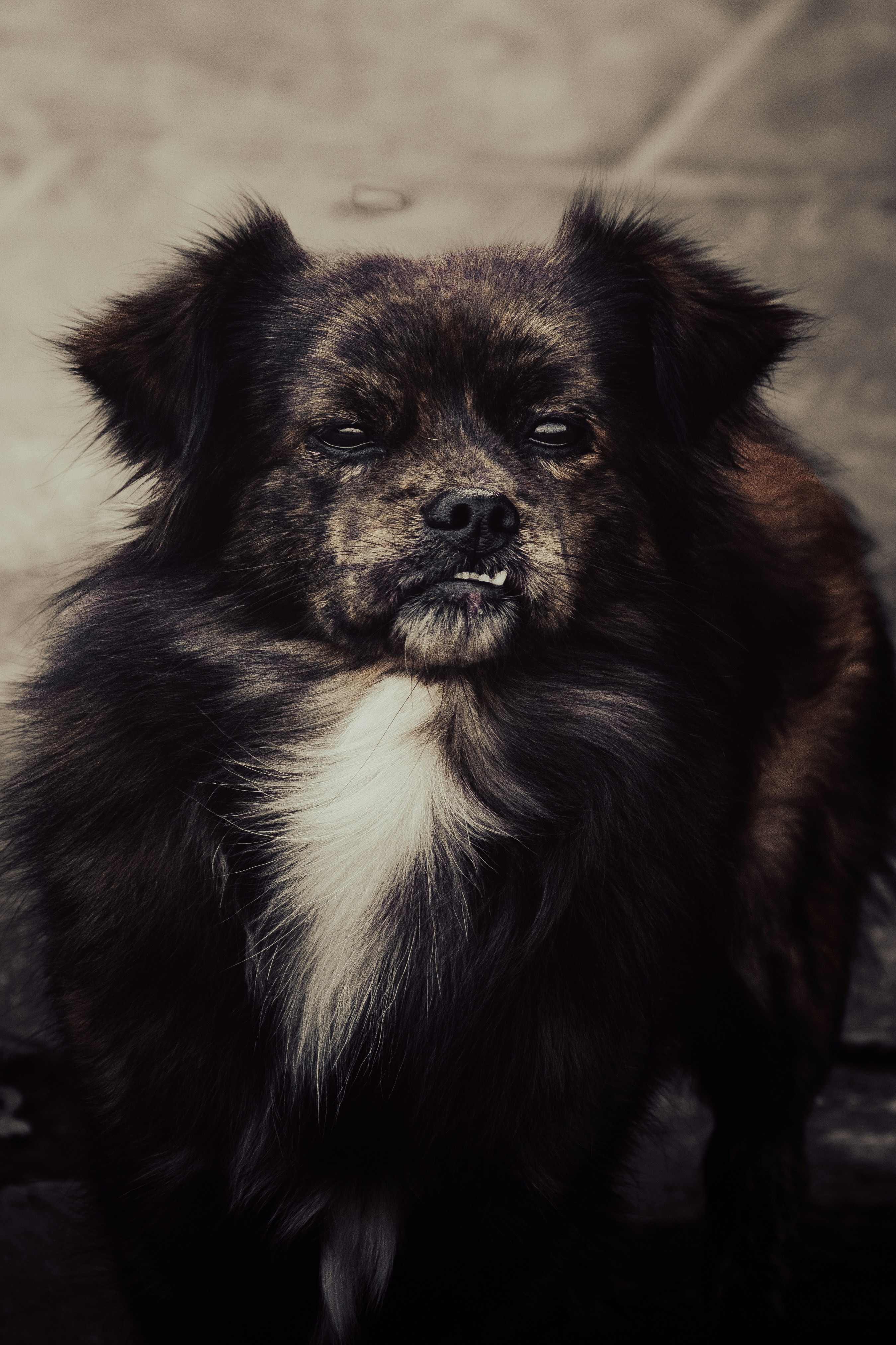 Muted Light, Bold Gaze: A Scruffy Terrier Portrait on Concrete