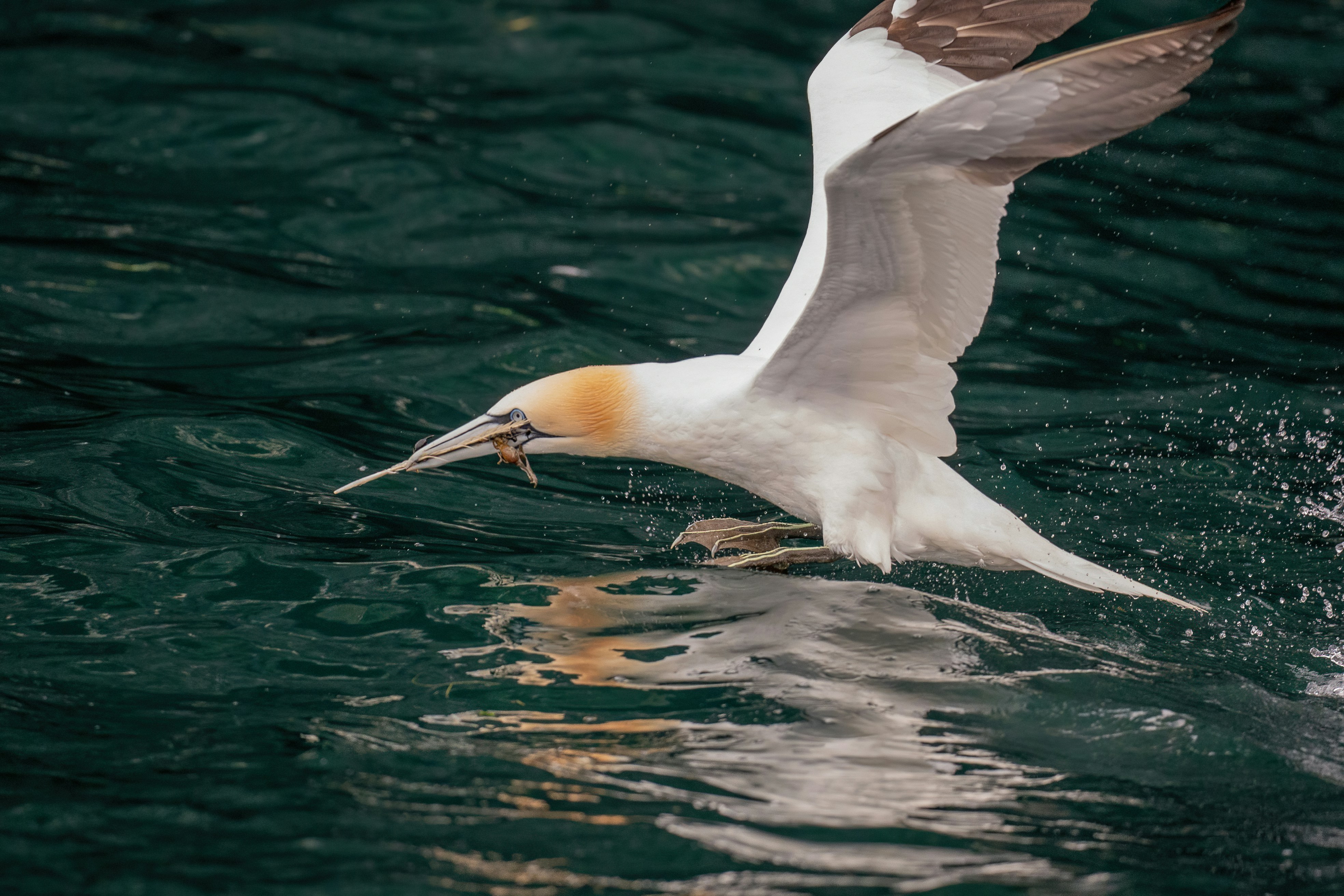 A white and orange bird flying over the water photo – Free Grey Image ...