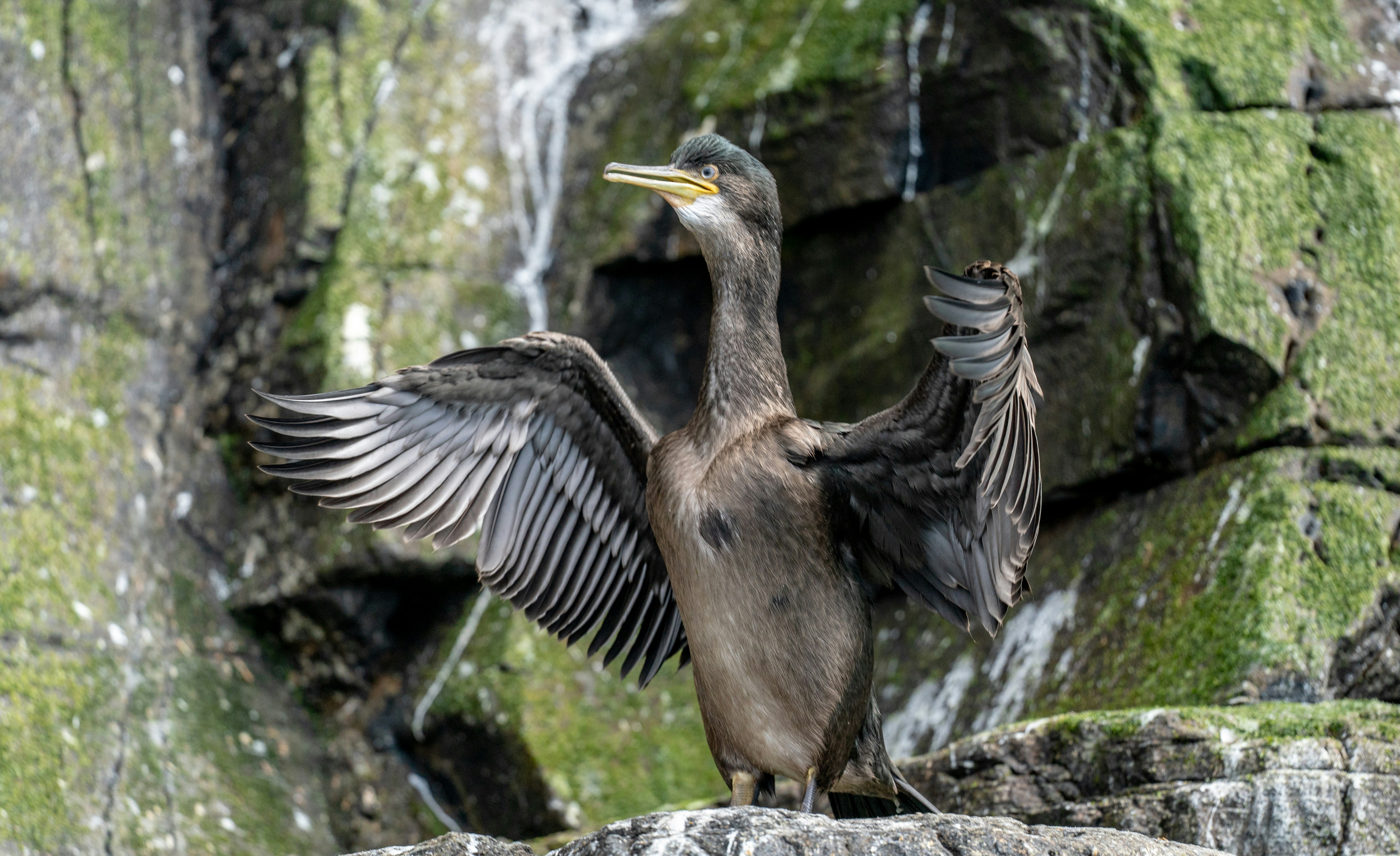 Photo by Bob Brewer with Sony Alpha 9