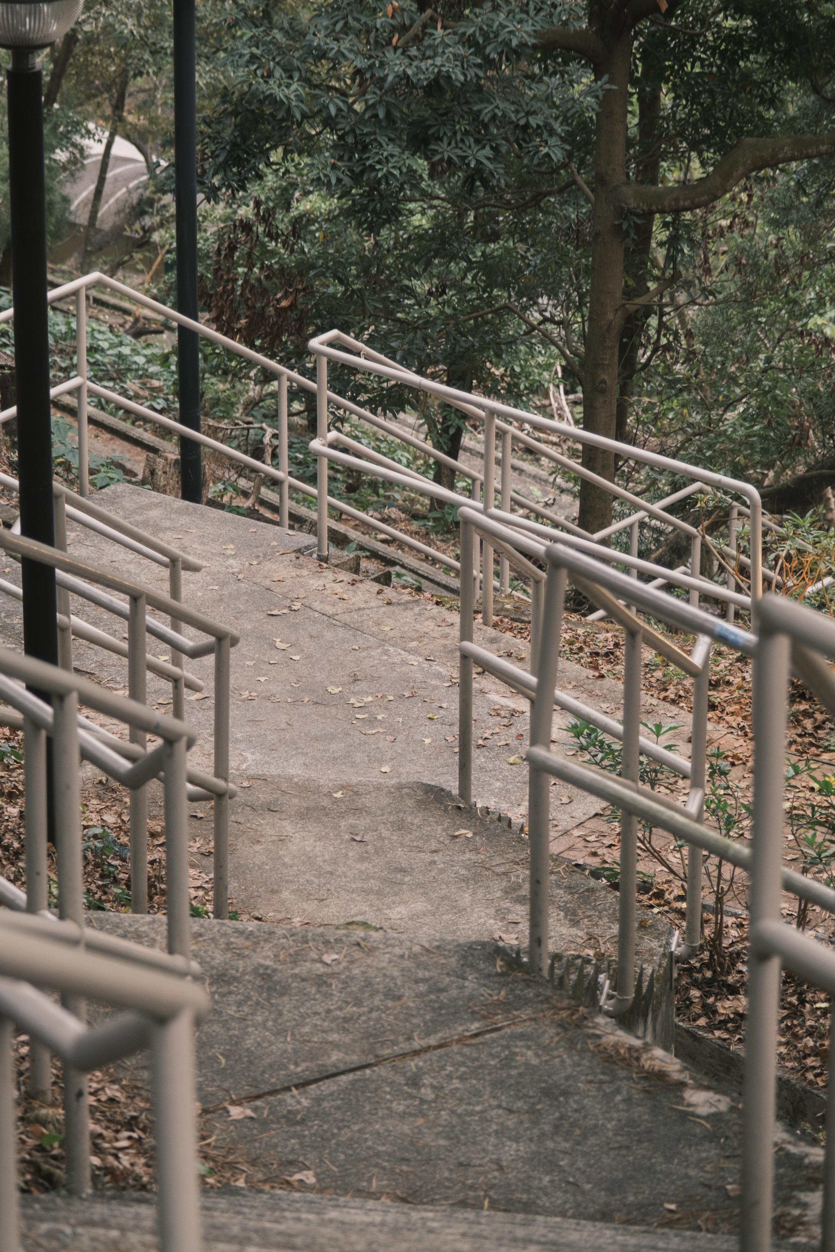 Descent Through a Forest Corridor: Metal Railings Framing a Quiet Staircase