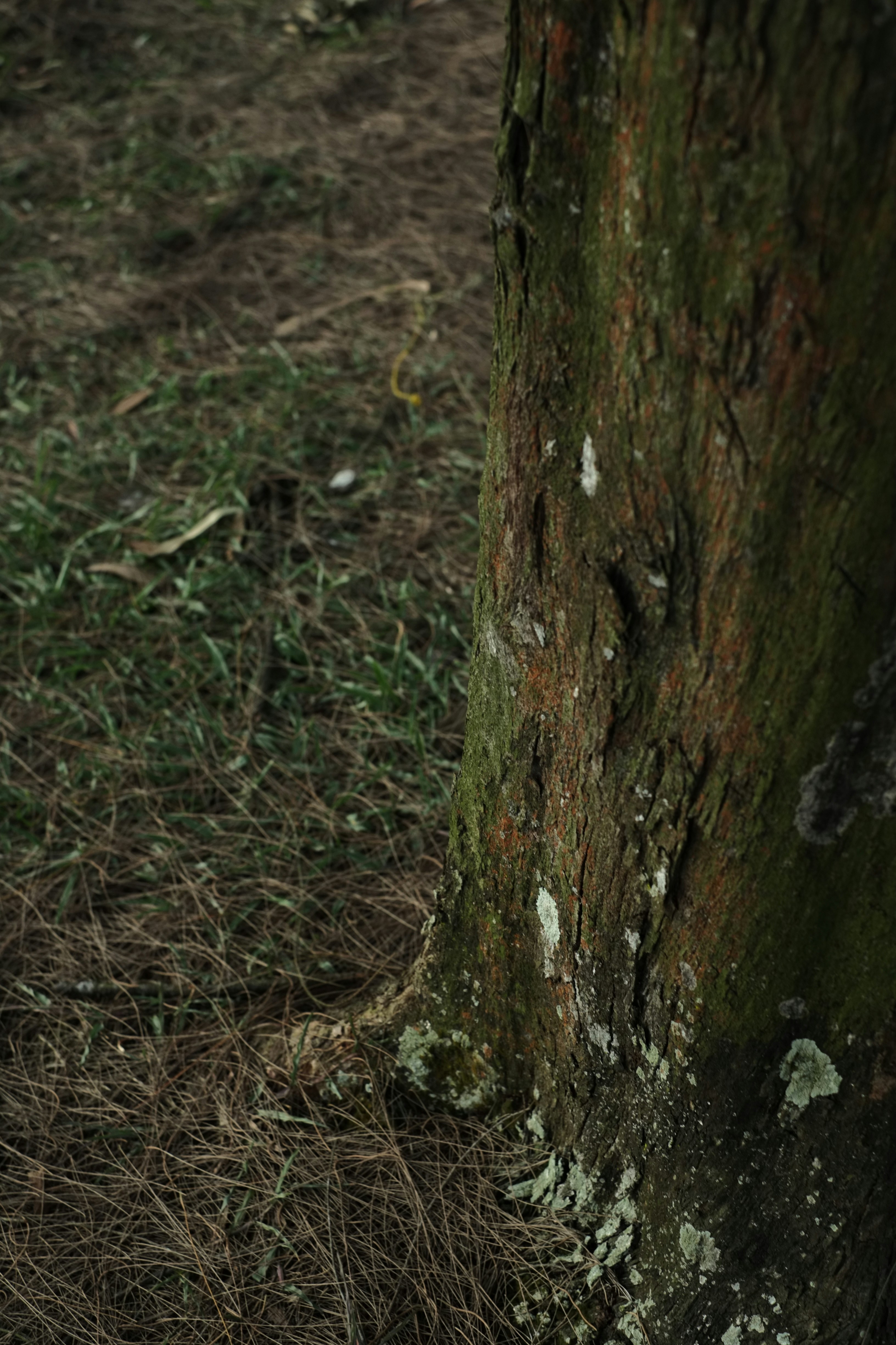a sheep standing next to a tree in a field
