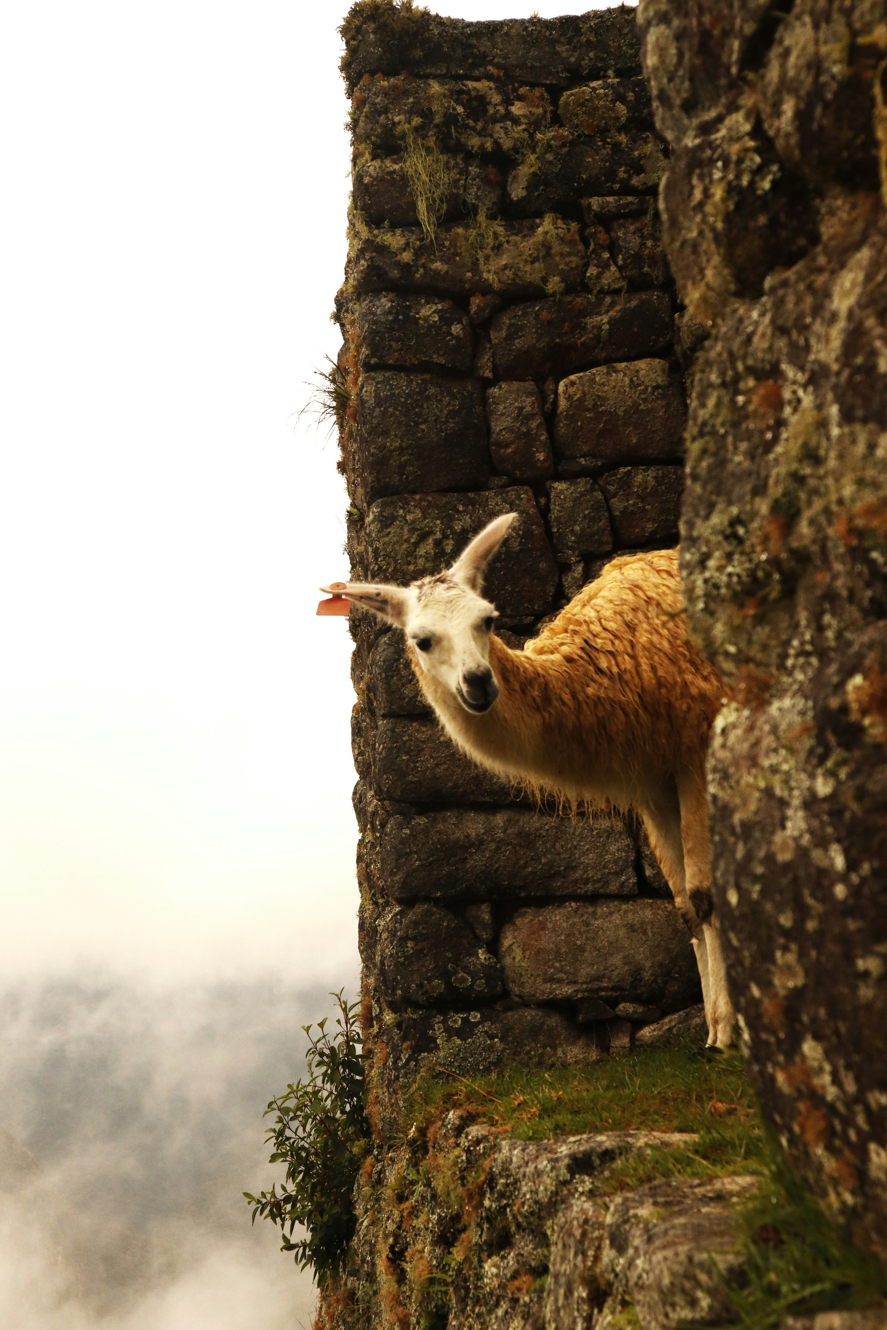 Cliffside Llama Peering from a Mossy Stone Wall