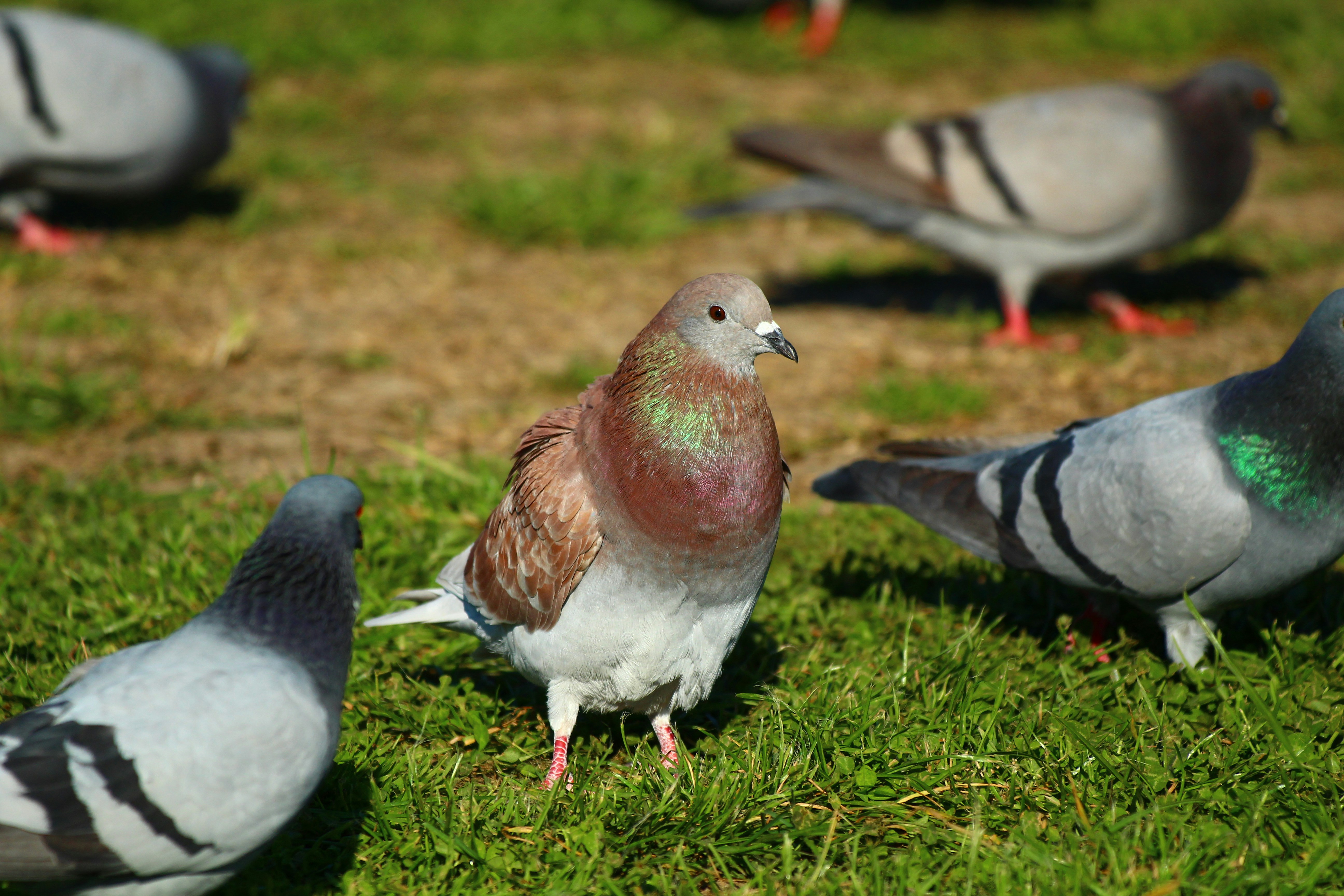 Sunlit Brown-Necked Pigeon Among a Resting Flock on Grass