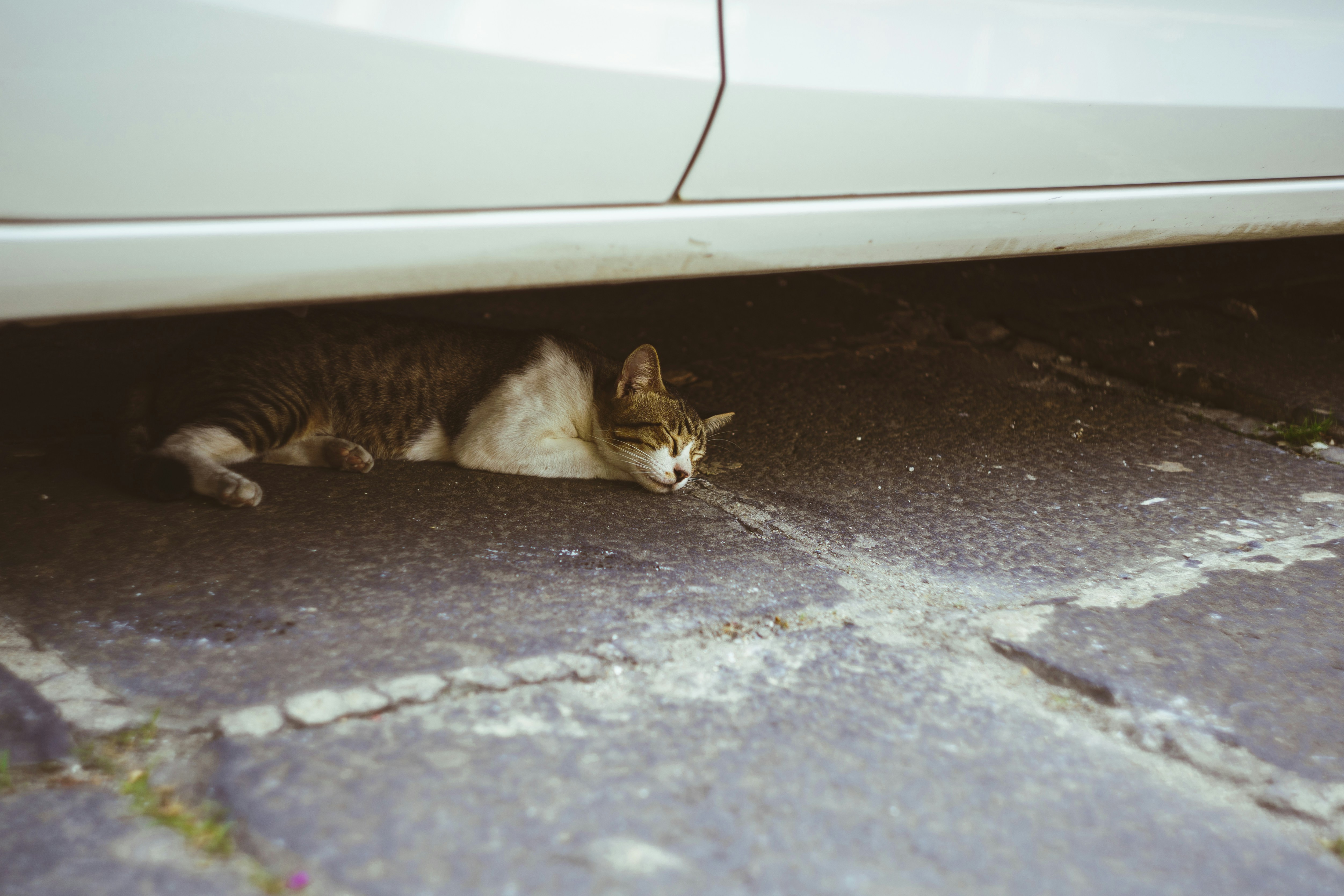 Photo by Red Shuheart with Sony Alpha 7C