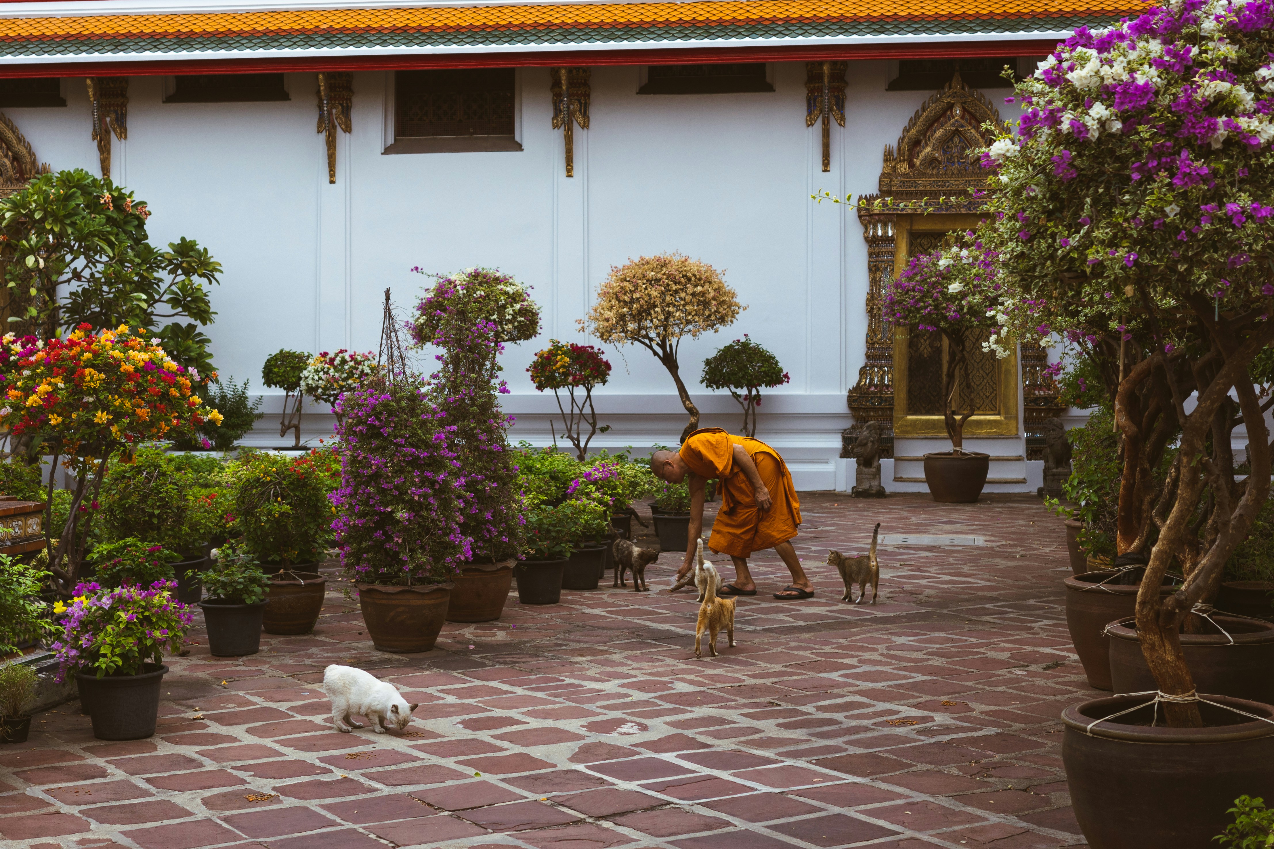Monastic Courtyard Stroll: A Monk and a Pack of Cats