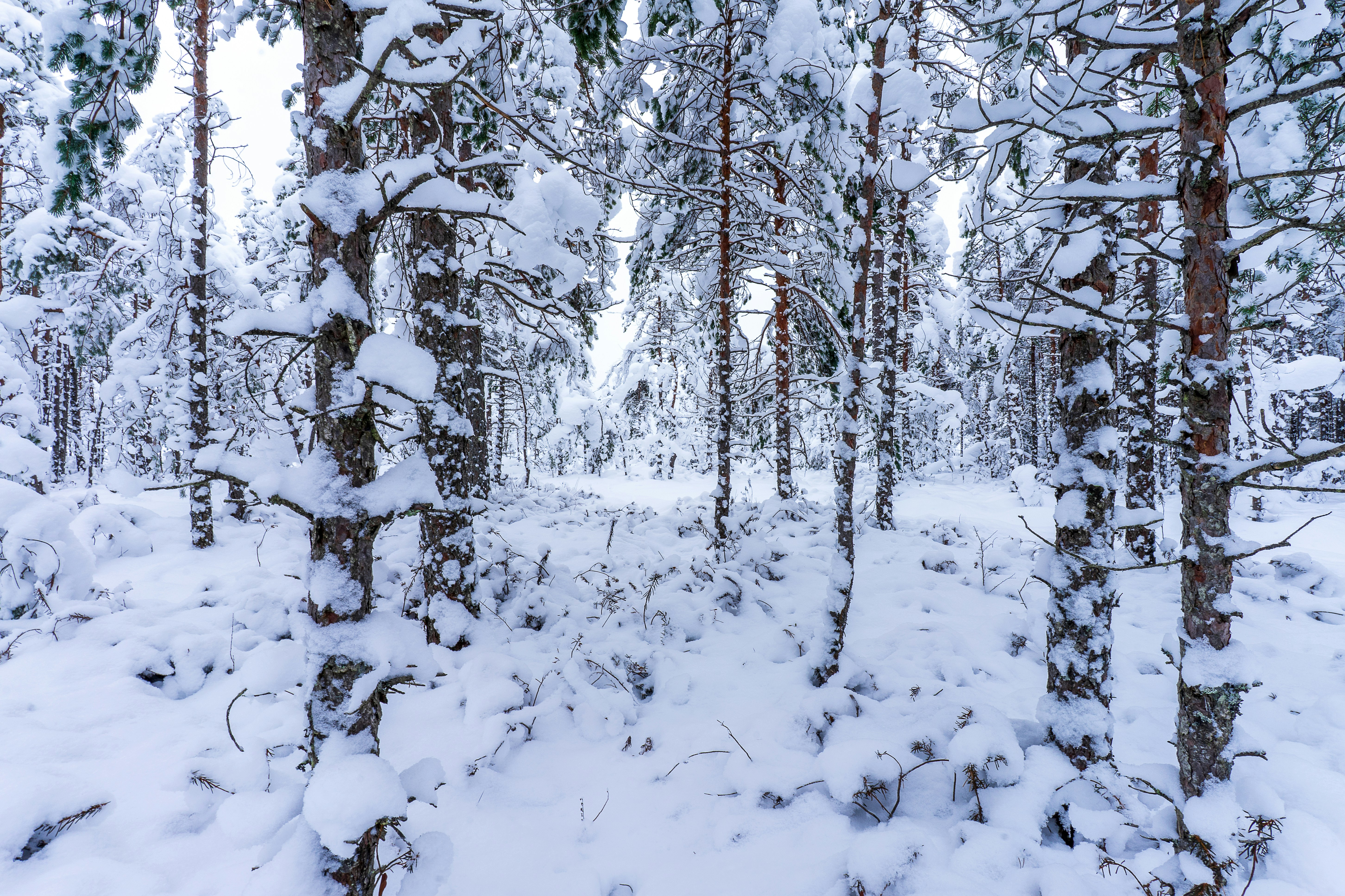 a snow covered forest filled with lots of trees