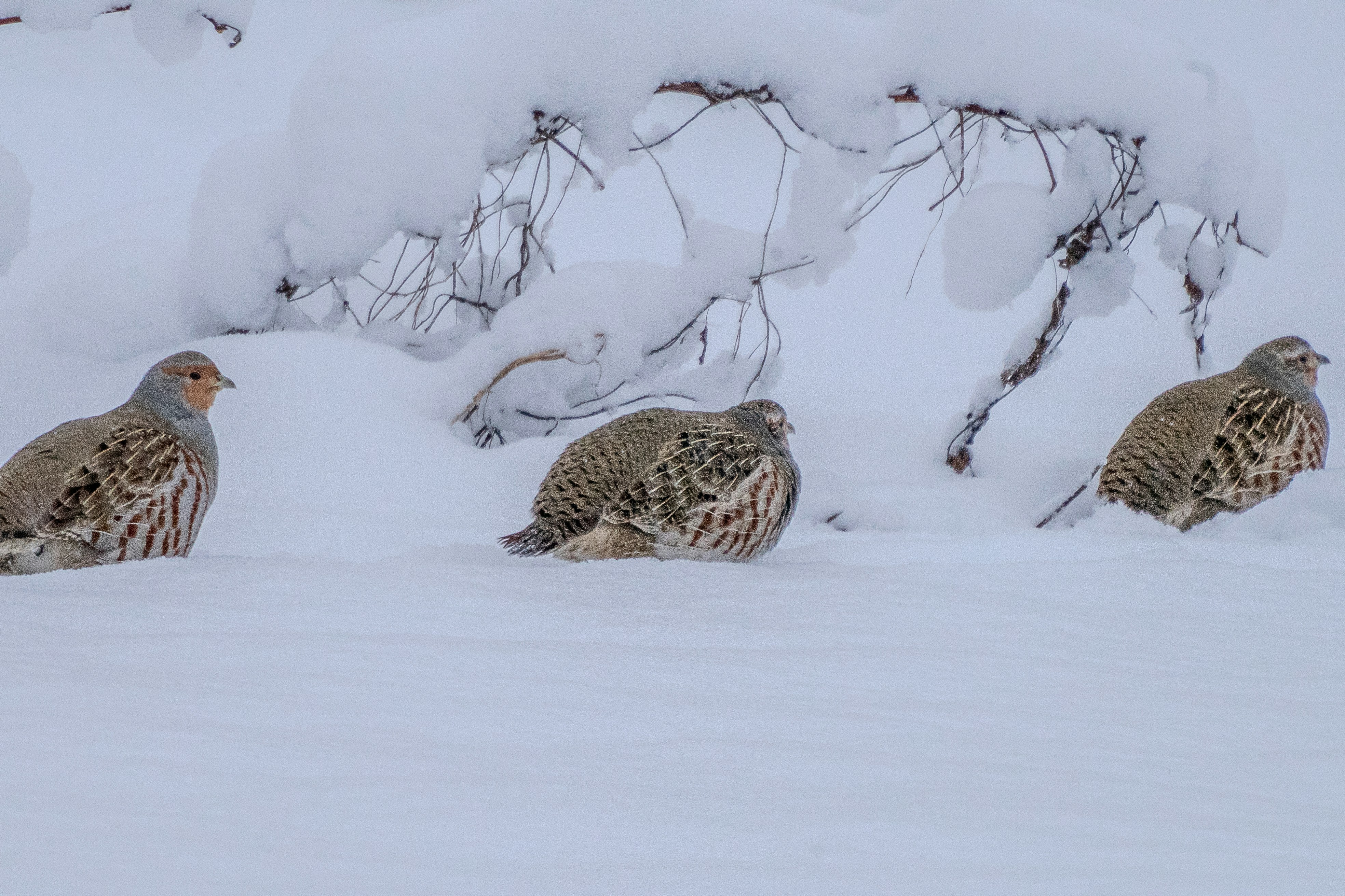 Ptarmigan Trio on a Quiet Snowfield beneath Snowy Branches