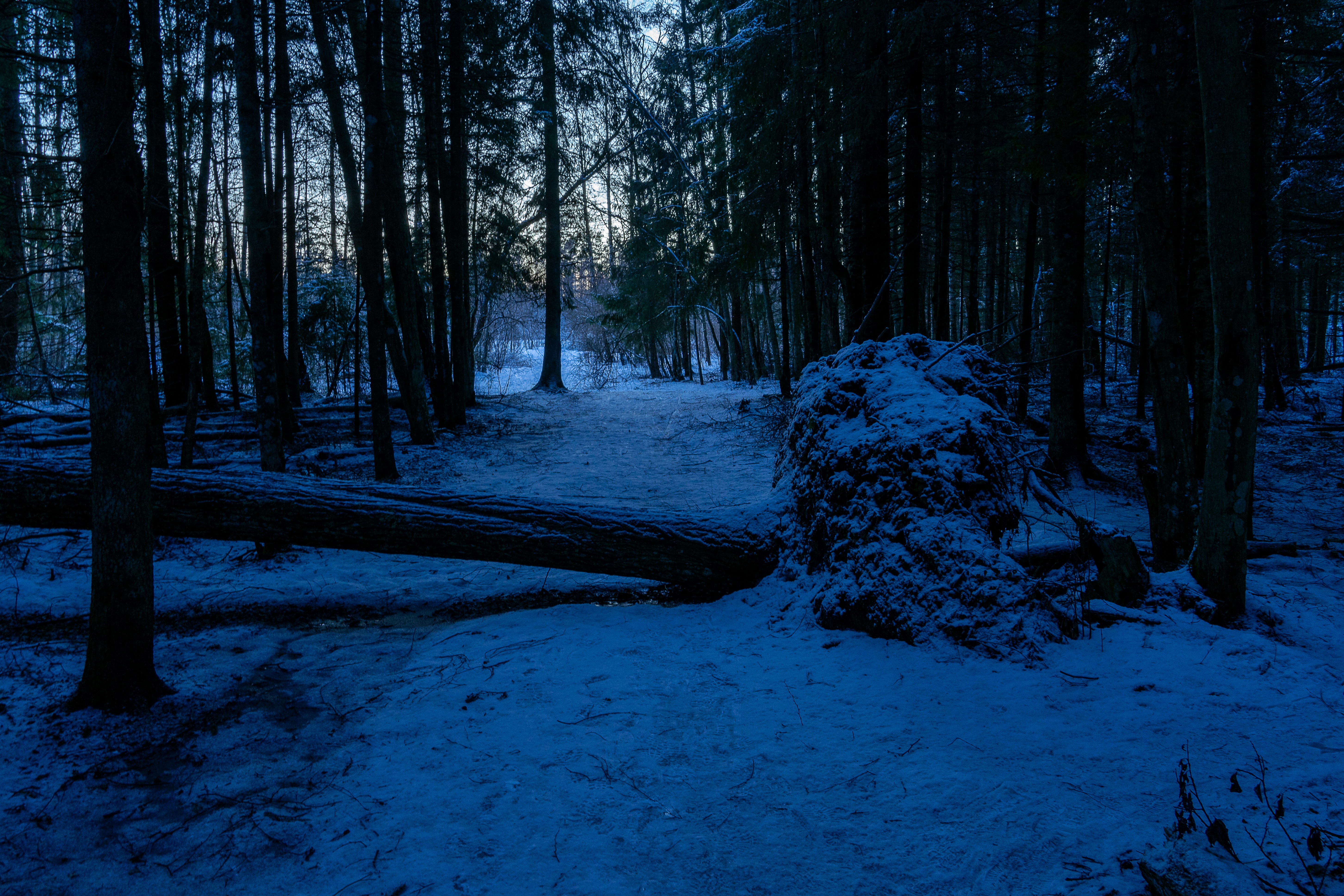 Whispering Pines at Dusk: A Snowy Forest Under a Quiet Blue