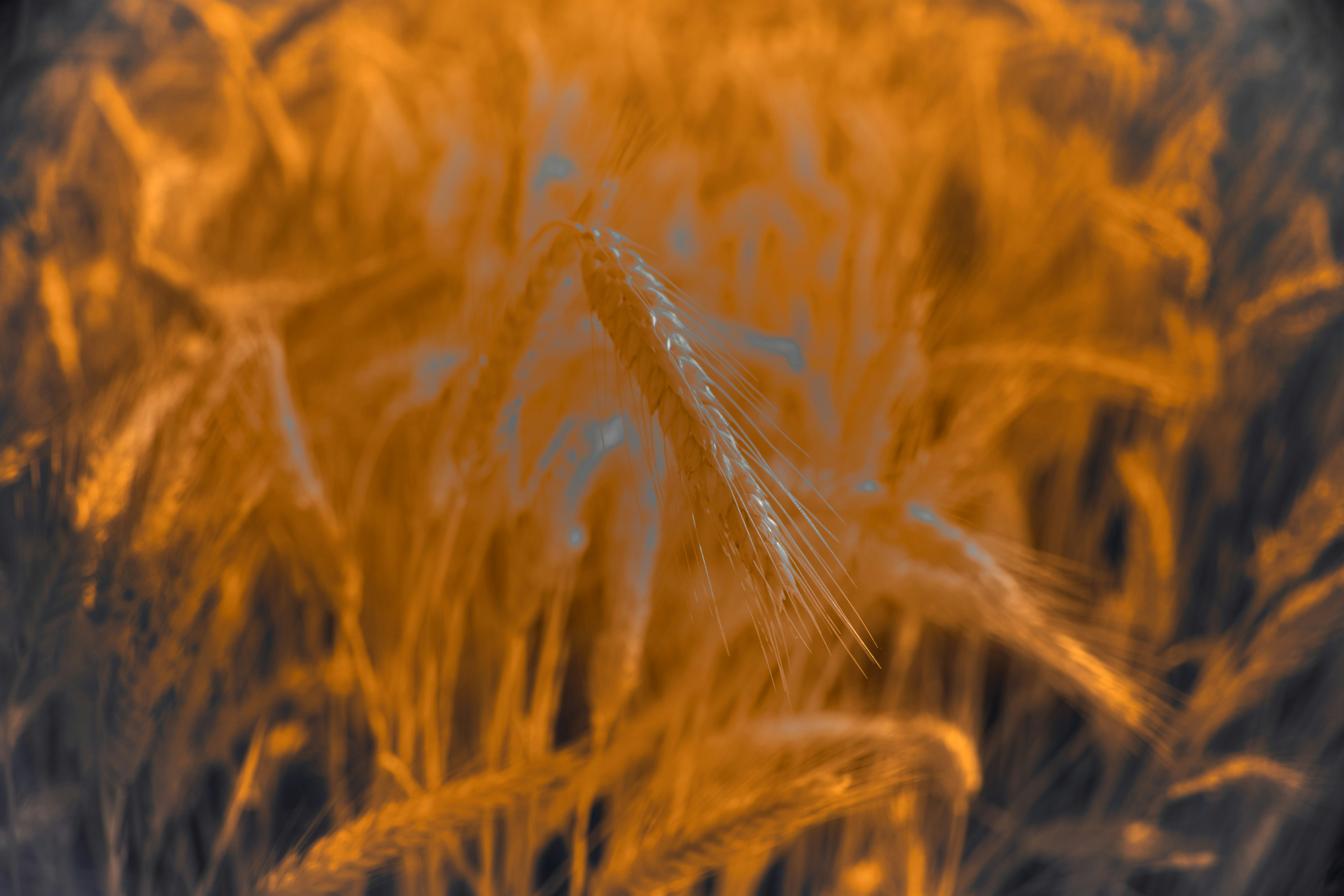 Photo by Wolfgang Hasselmann with Sony Alpha 7 IV