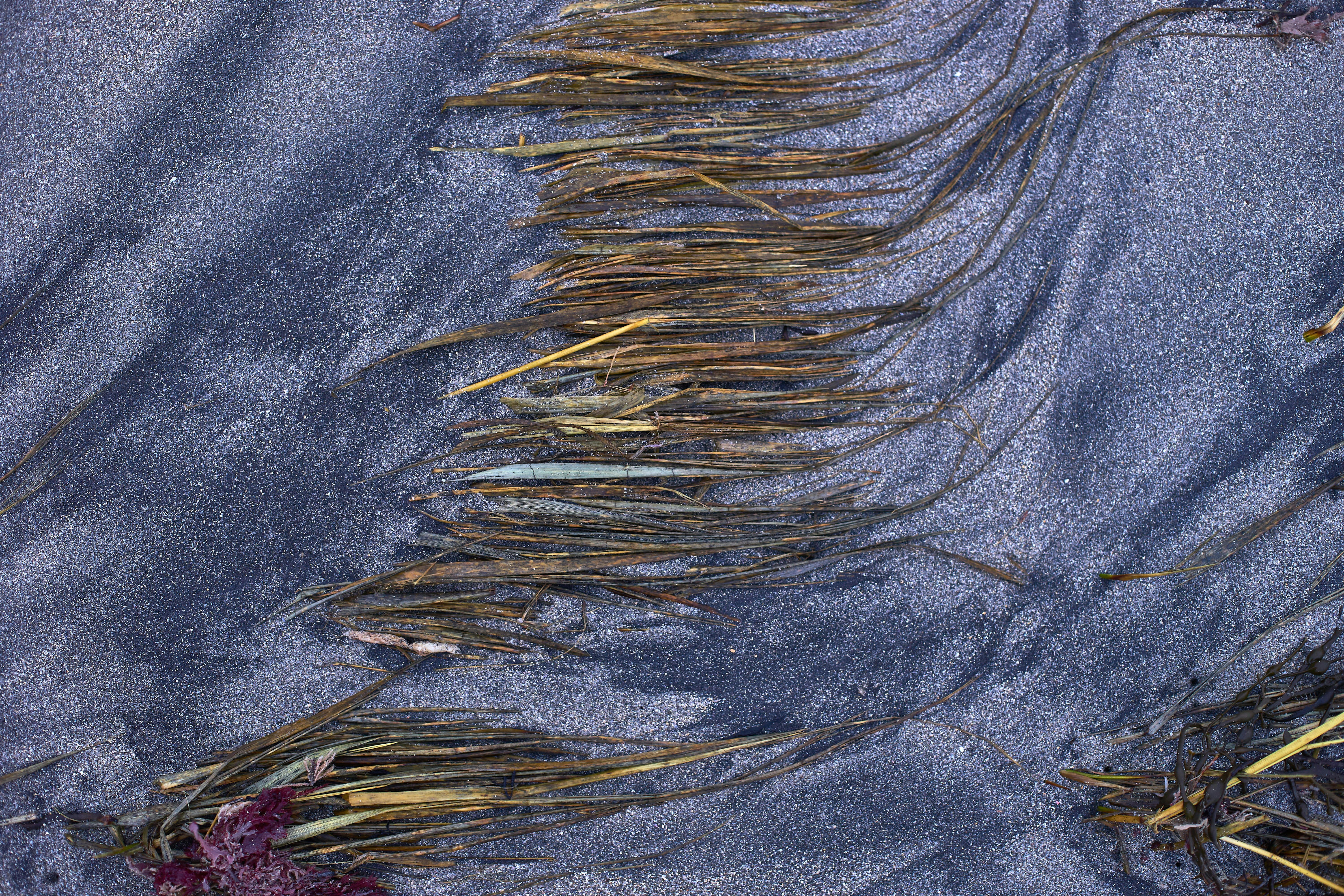 Seaweed Ribbon on Blue-Gray Sand: A Quiet Shore Pattern