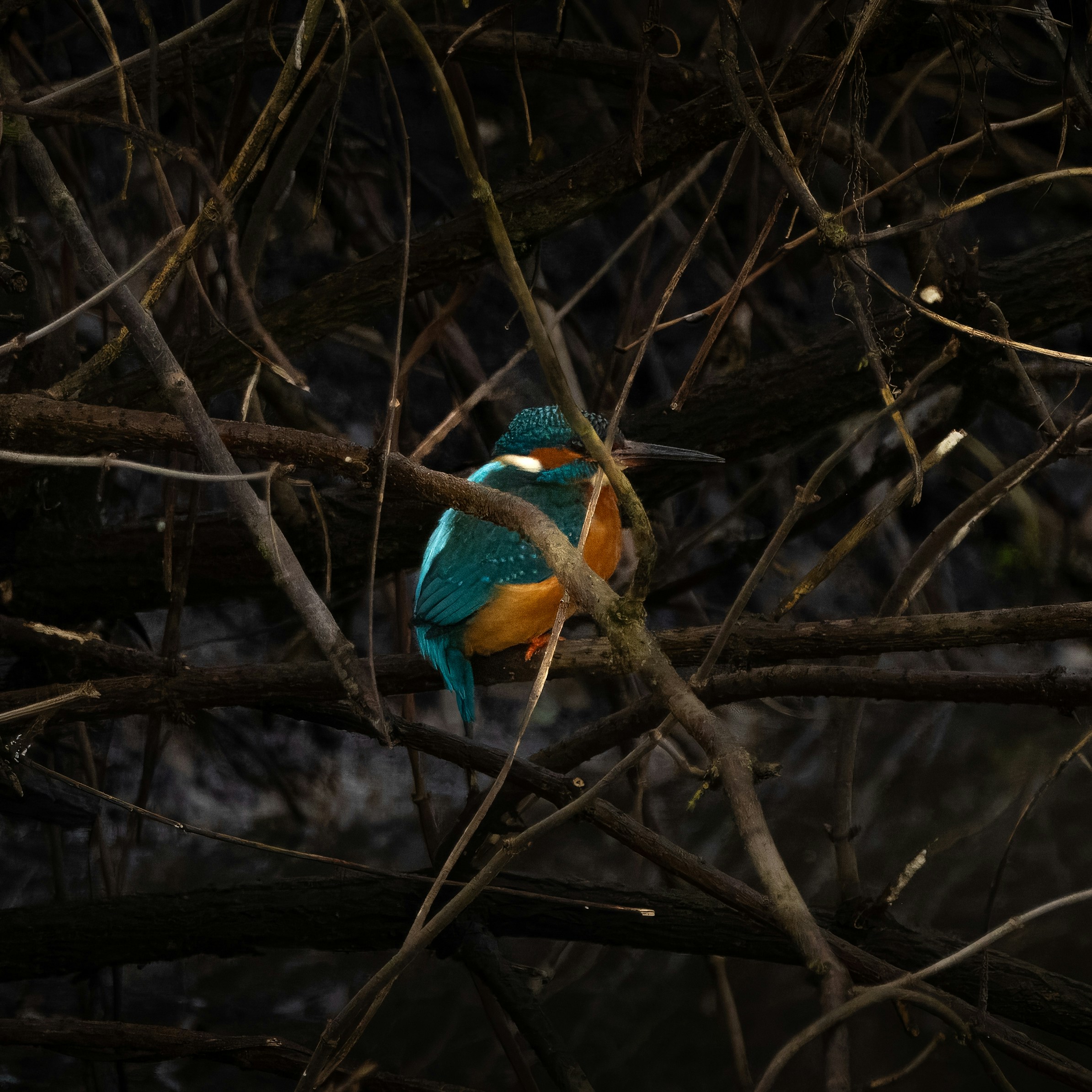 Azure Ember on a Shadowed Perch: Kingfisher Among Twigs