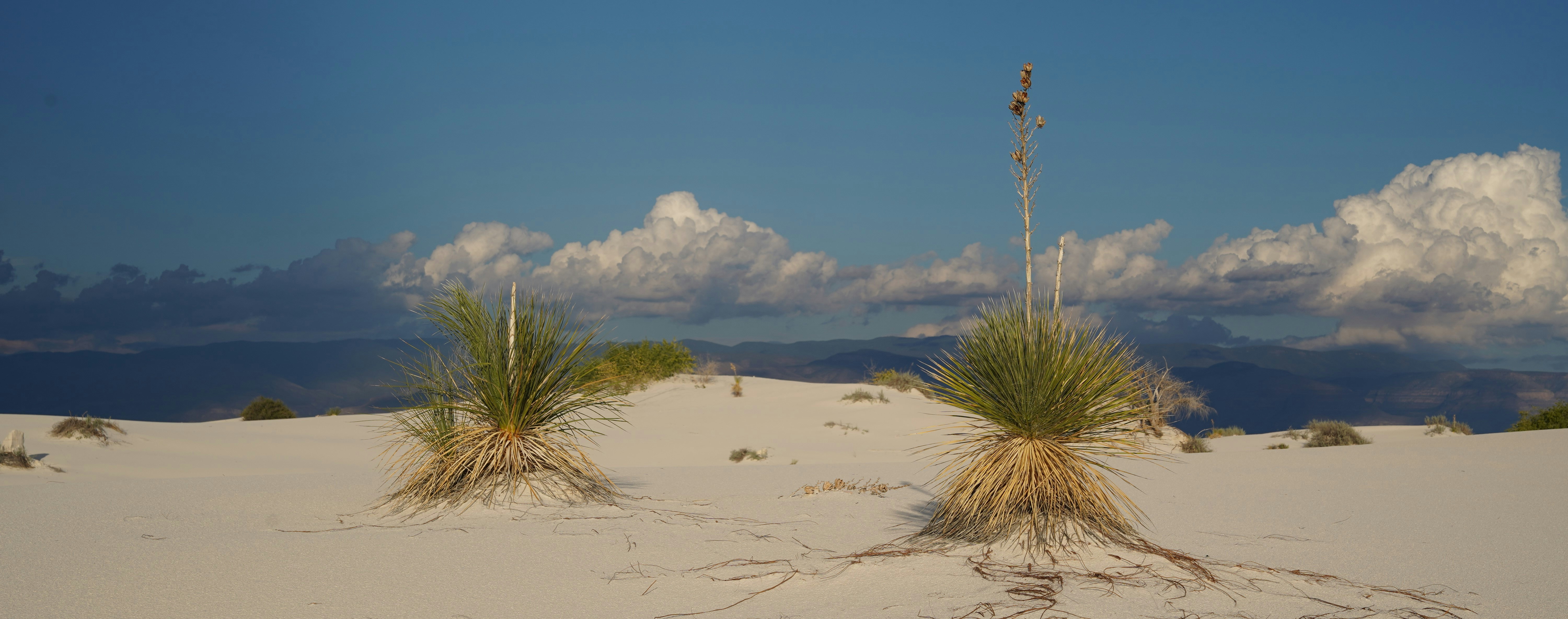 Tufts of Dune Grass Stand as Quiet Sentinels on White Sands