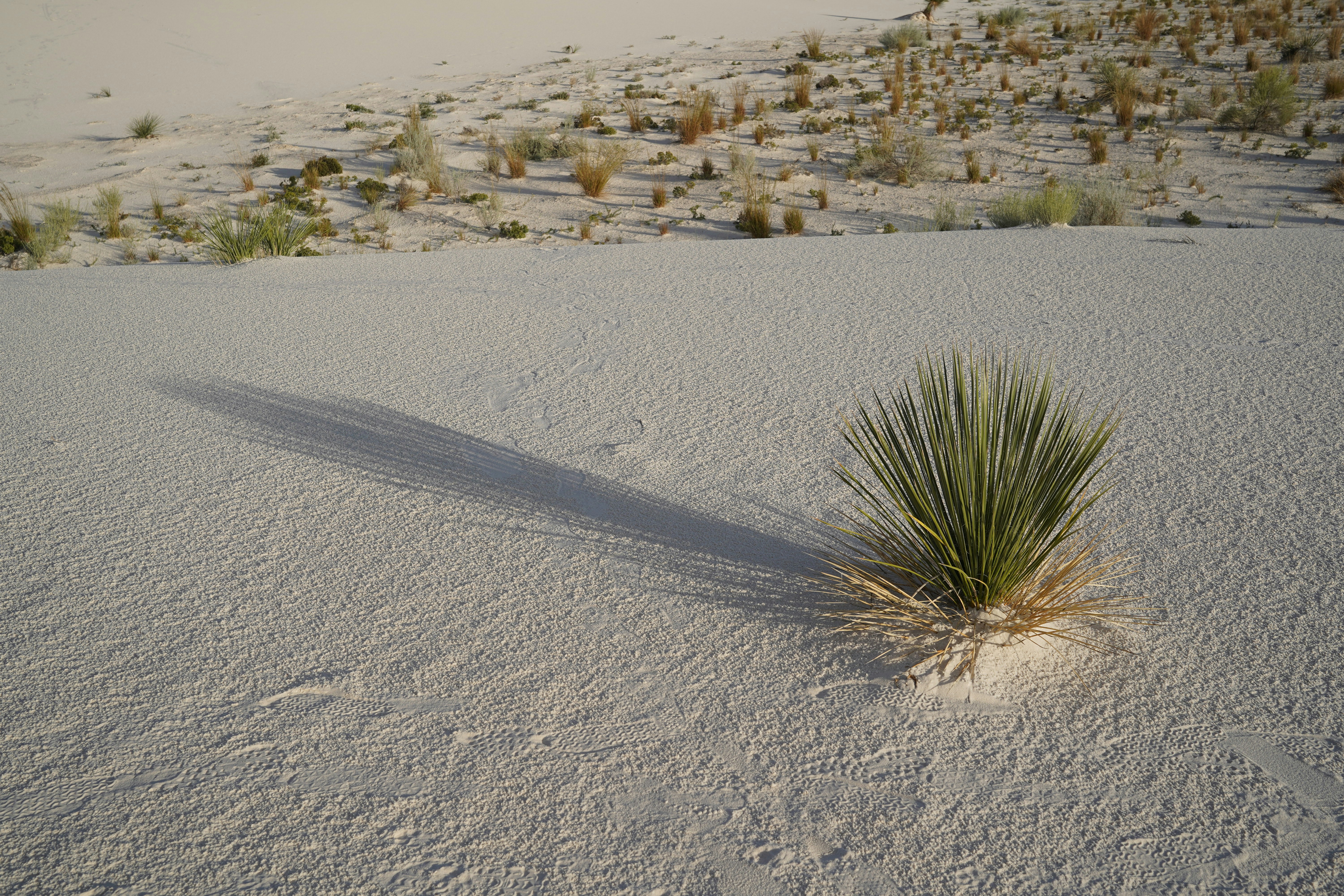 Desert plant at White Sands National Park, New Mexico, uSA. [please use freely with the mention: "source: unsplash.com/@ocdr"]