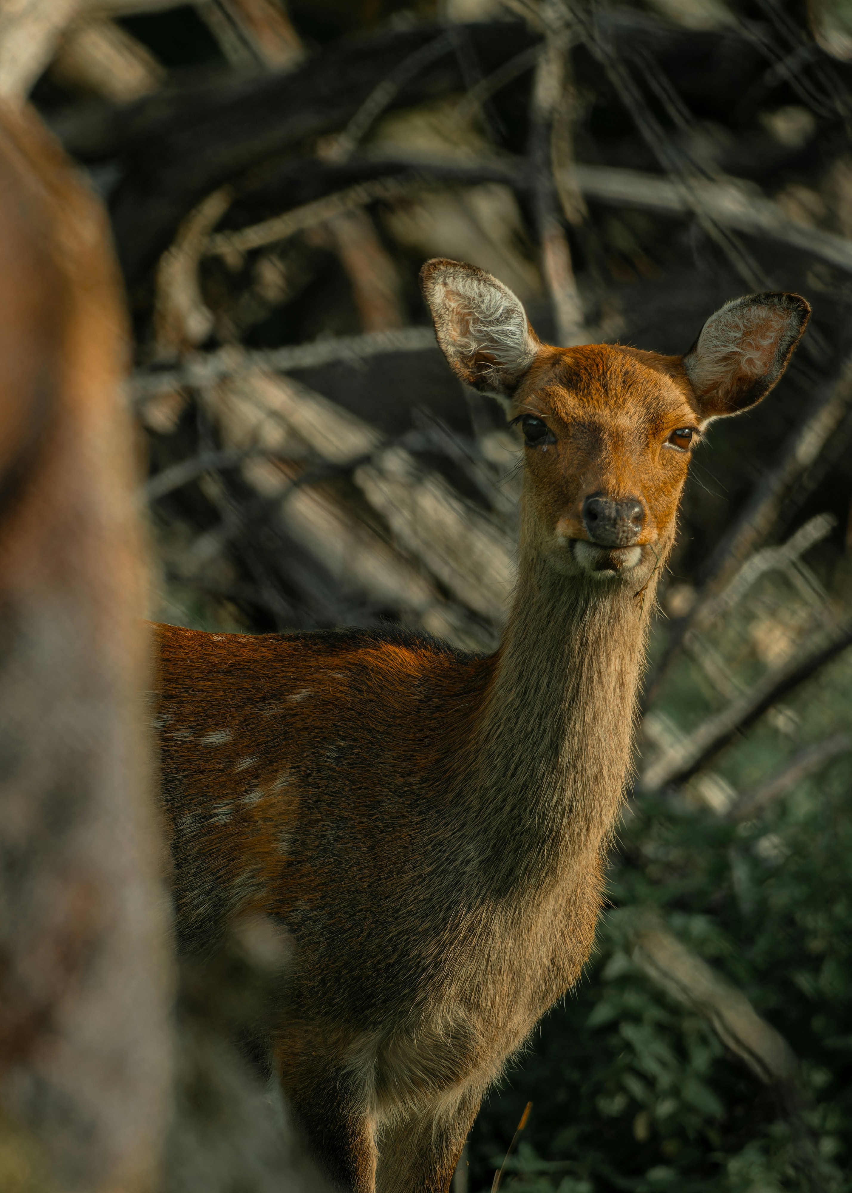 Dappled Gaze at the Forest Edge