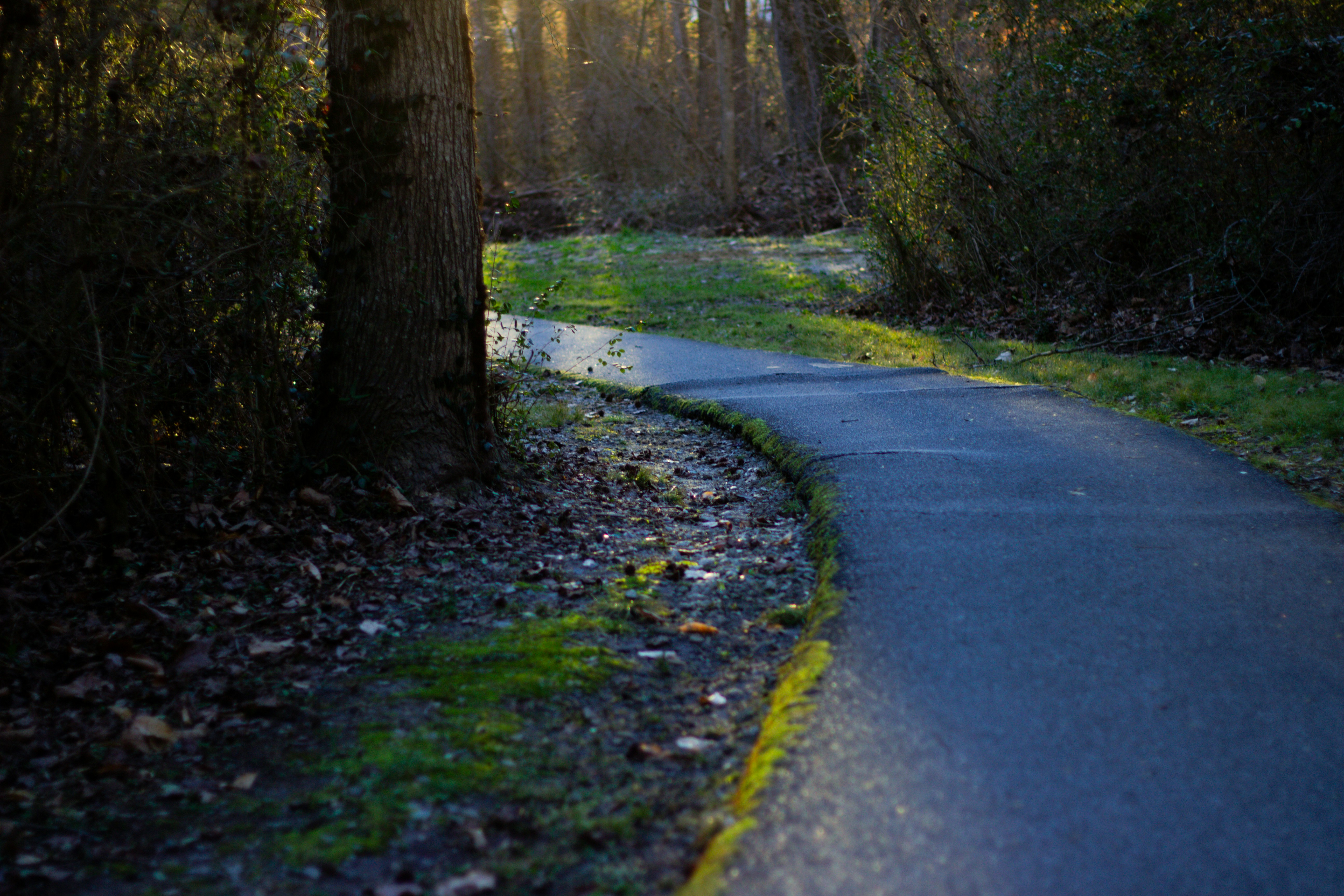 A path in the middle of a wooded area photo – Free Path Image on Unsplash