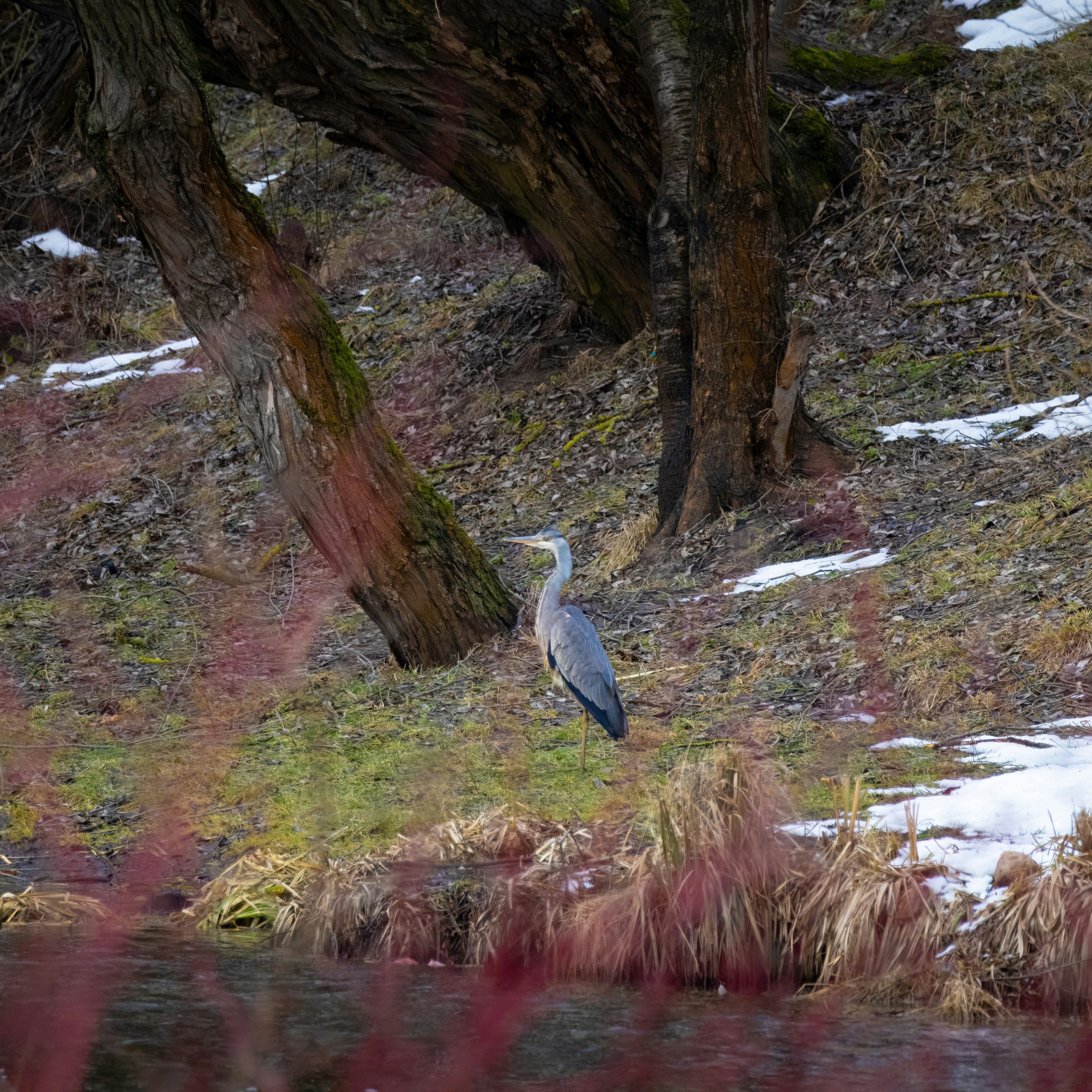 Gray Heron at a Frost-Dusted Pond, Edge of the Forest